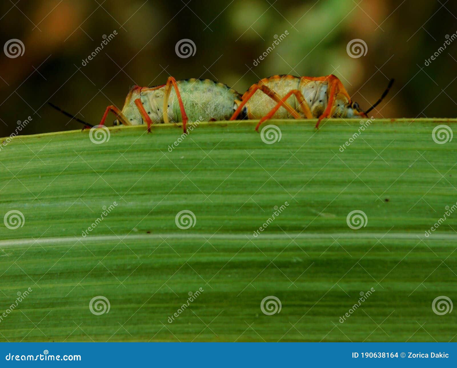 Two Bugs Hide it Behind a Wide Leaf from the View of the Observer Stock ...