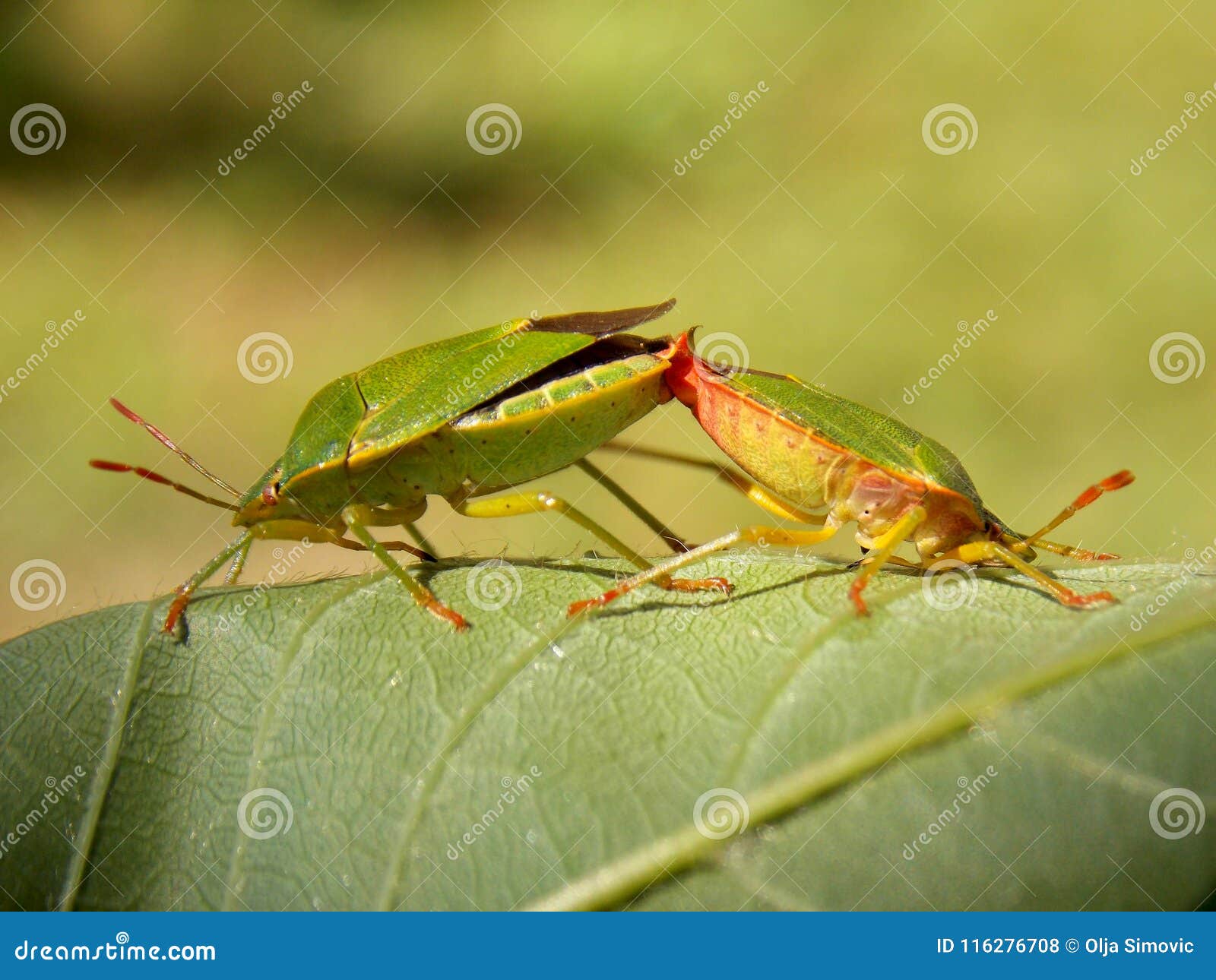 Bugs on the list stock photo. Image of insect, nature - 116276708