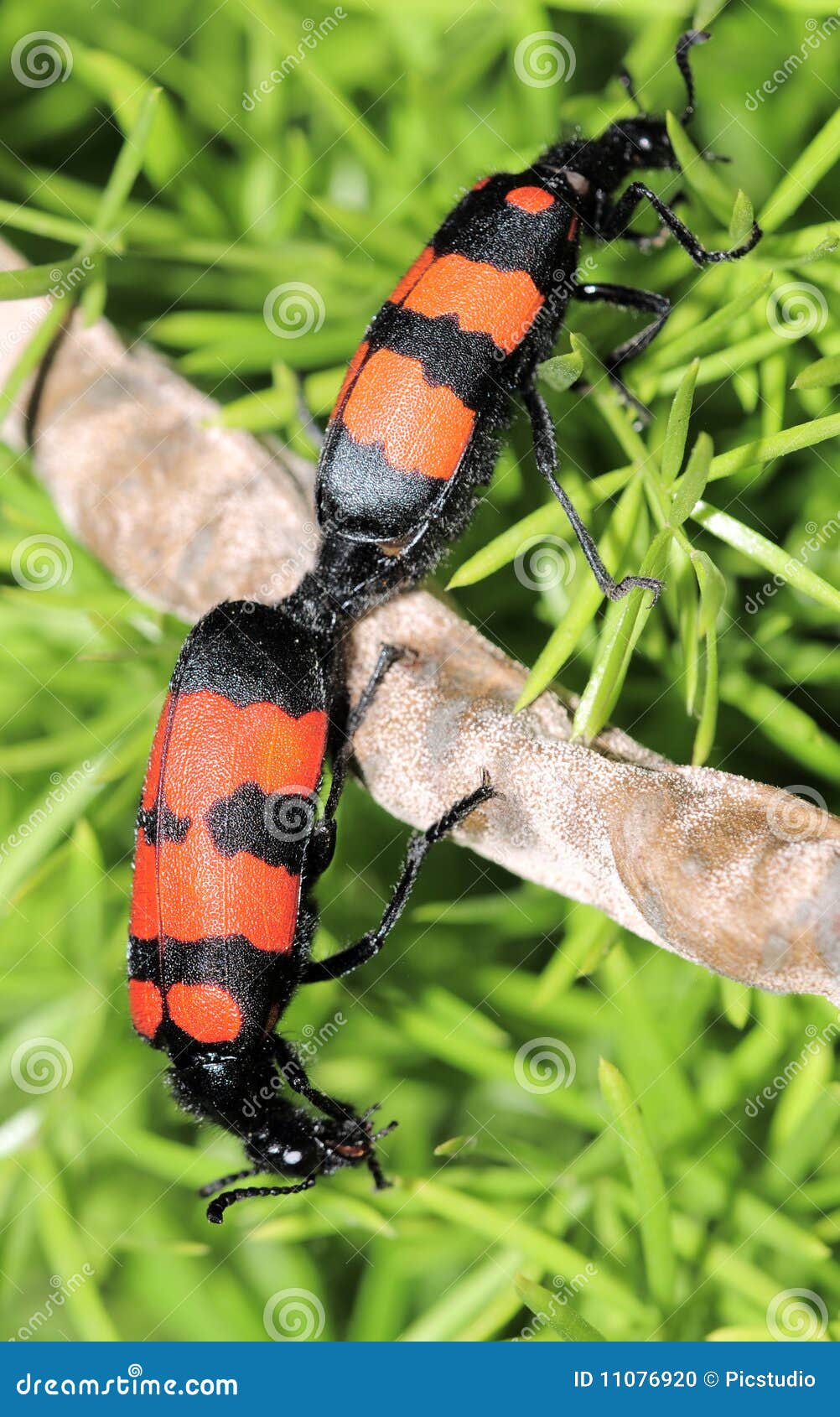 Two bugs mating stock photo. Image of small, texture - 11076920