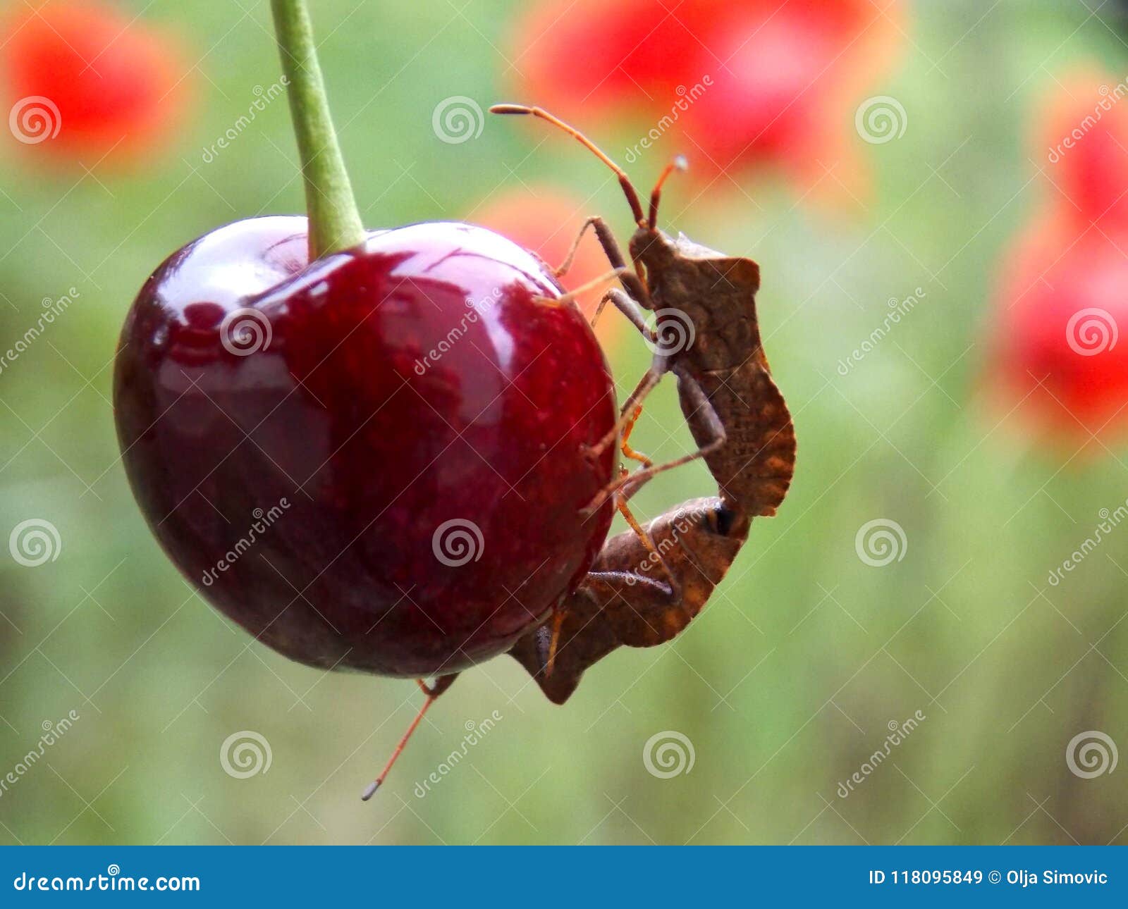 Two bugs on the cherry stock image. Image of druit, nature - 118095849