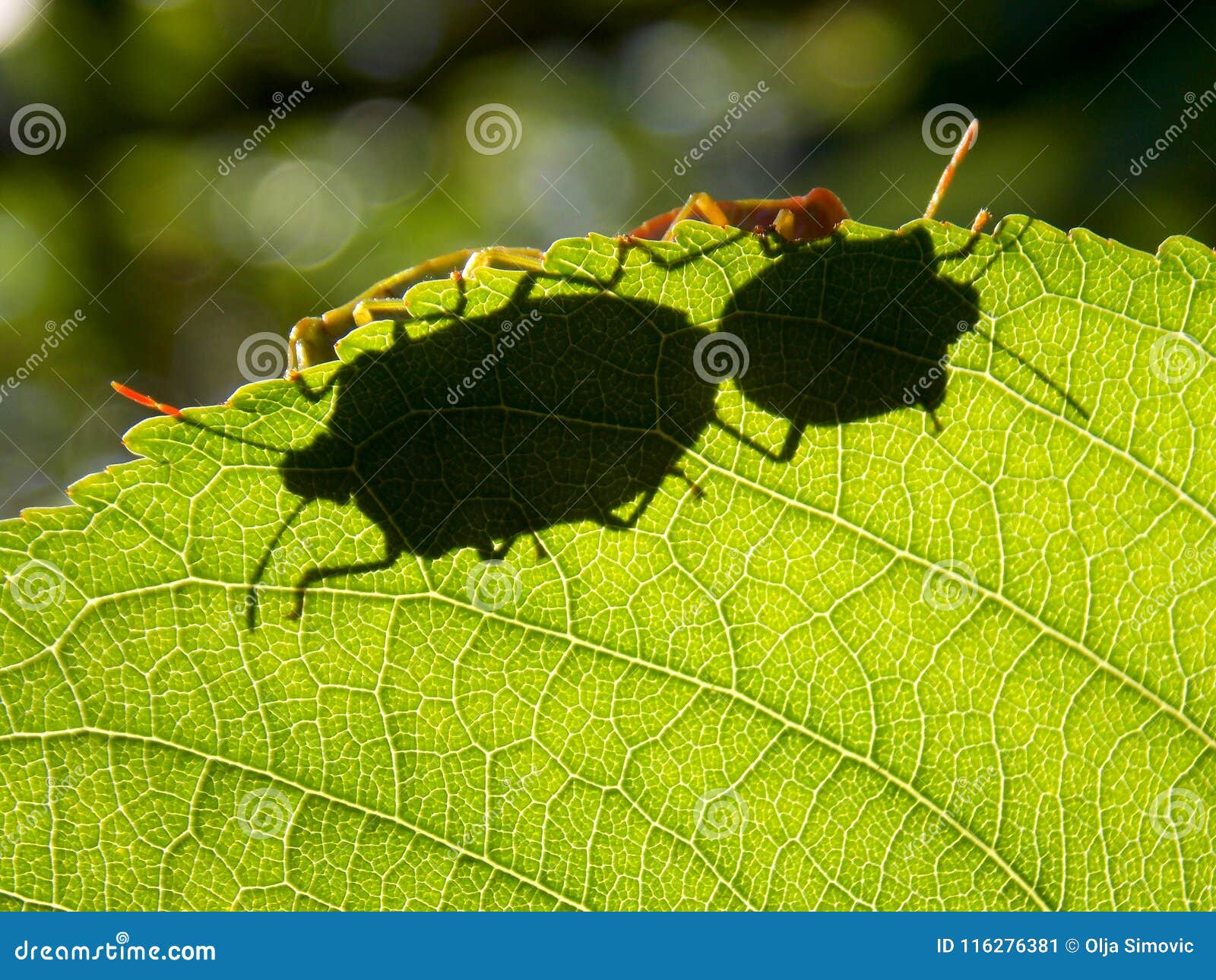 Two bugs and a shadow stock image. Image of nature, animal - 116276381