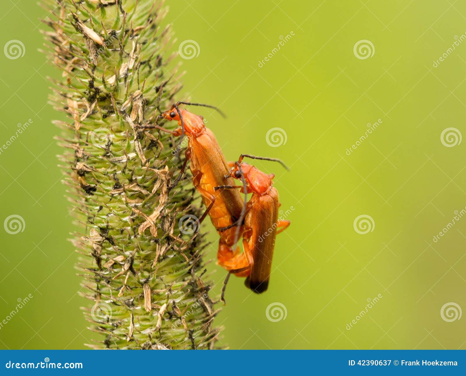 Two bugs on a stem stock image. Image of macro, colorful - 42390637