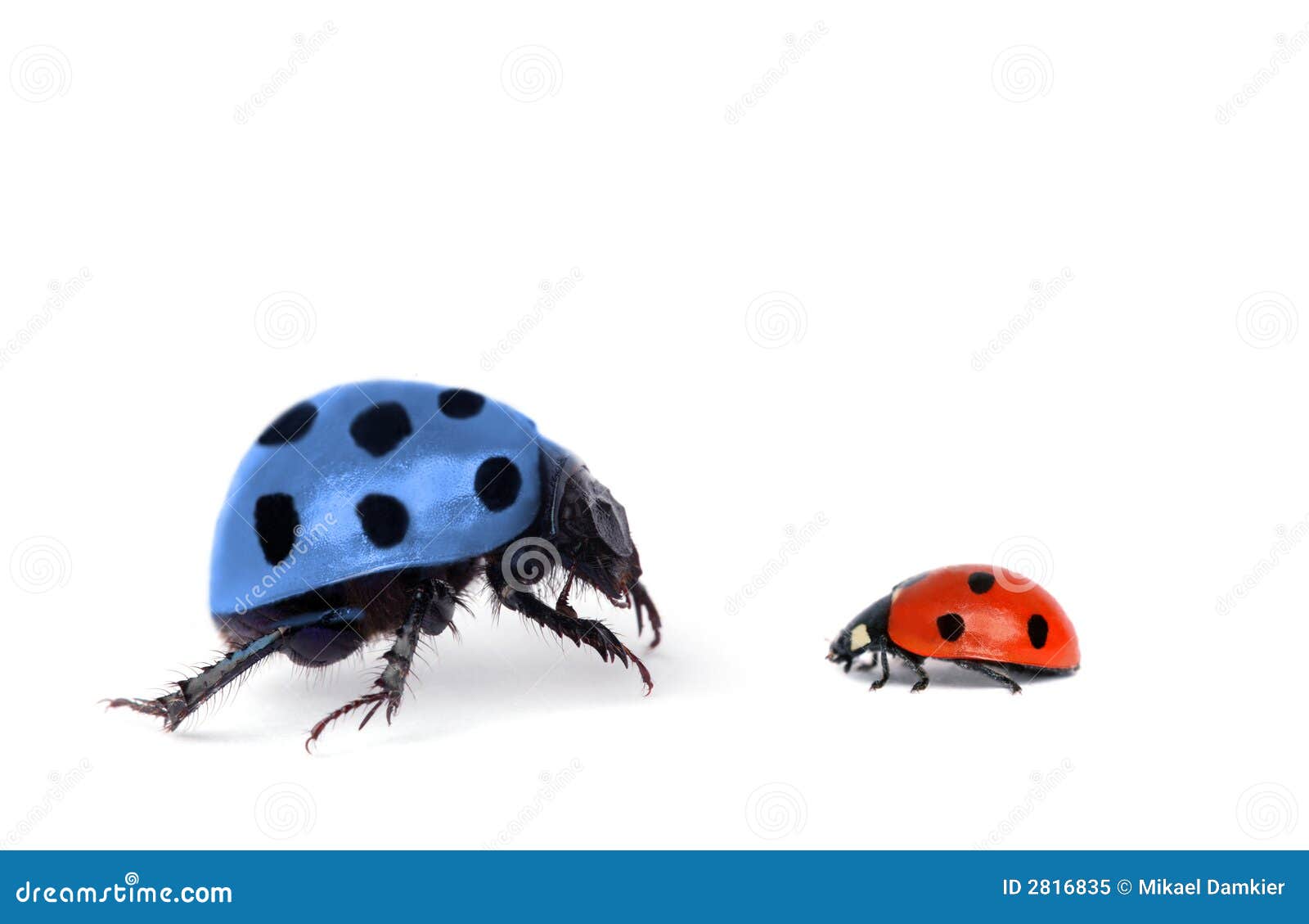 Two bugs on white stock image. Image of talk, large, monster - 2816835