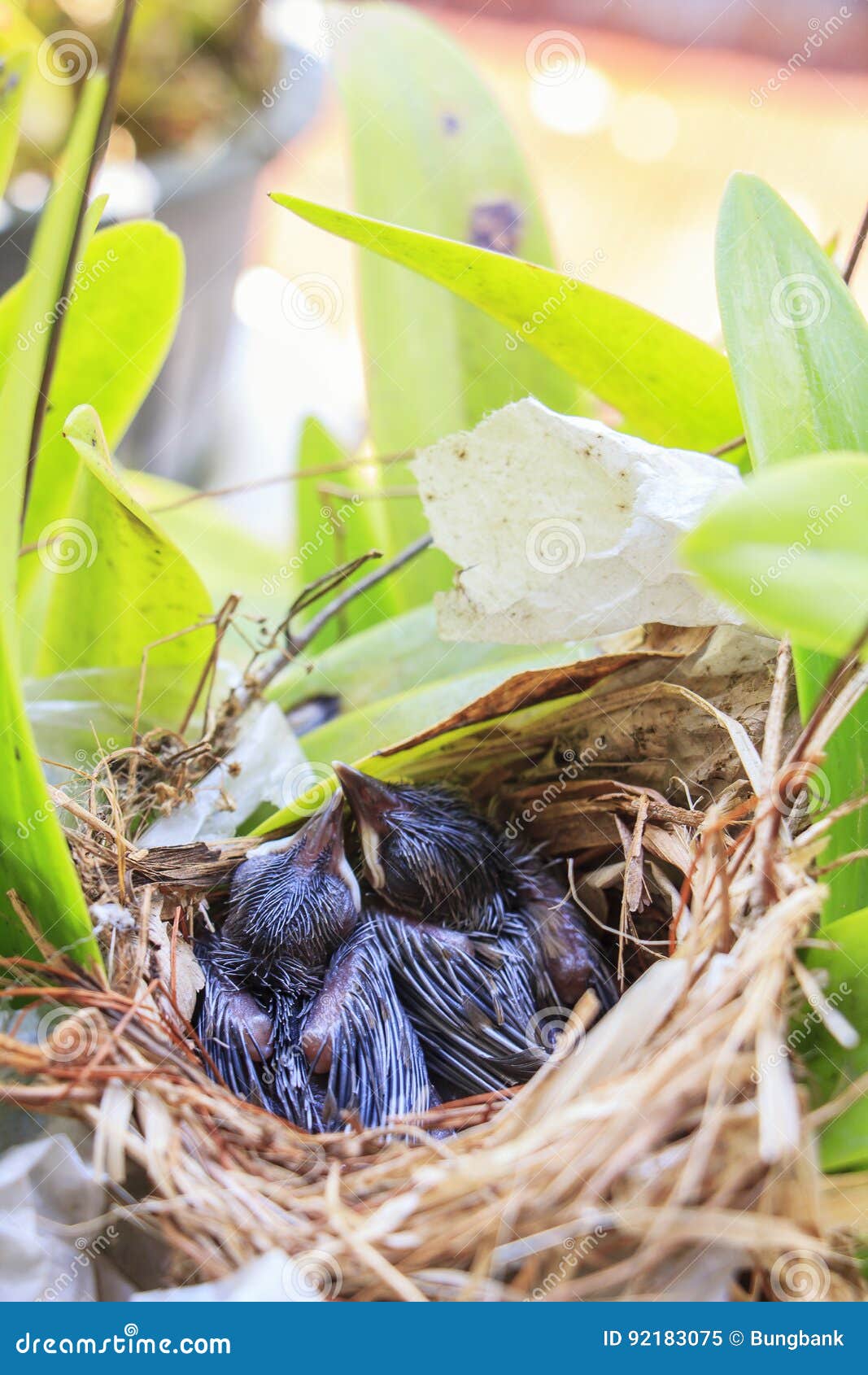 Two bulbul chicks in nest stock image. Image of bird - 92183075