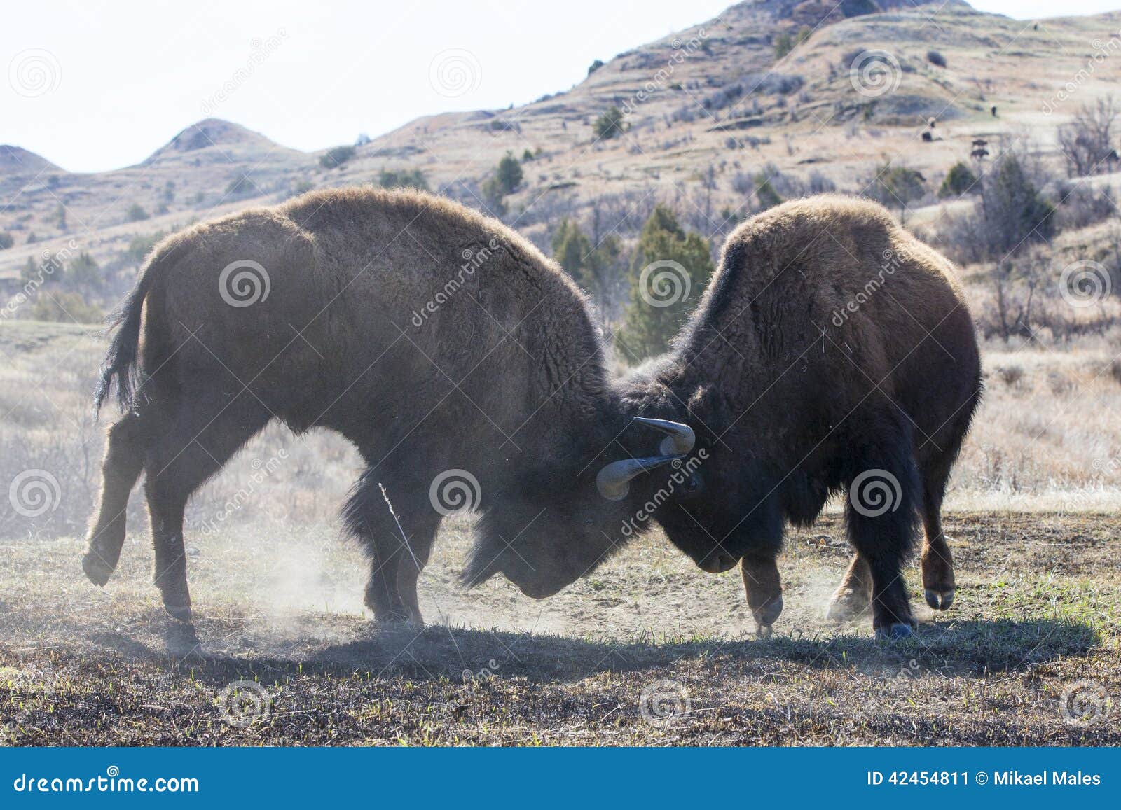 Two bull buffalo fighting stock image. Image of fughting - 42454811