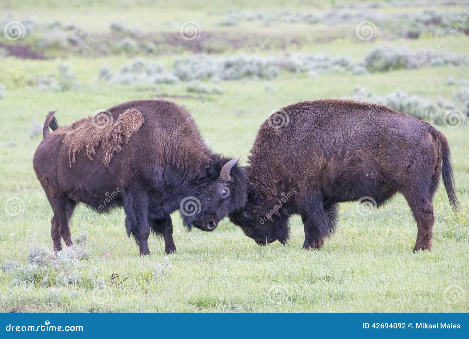 Two Bull Buffalos Sparring Together Stock Photo - Image of culture ...