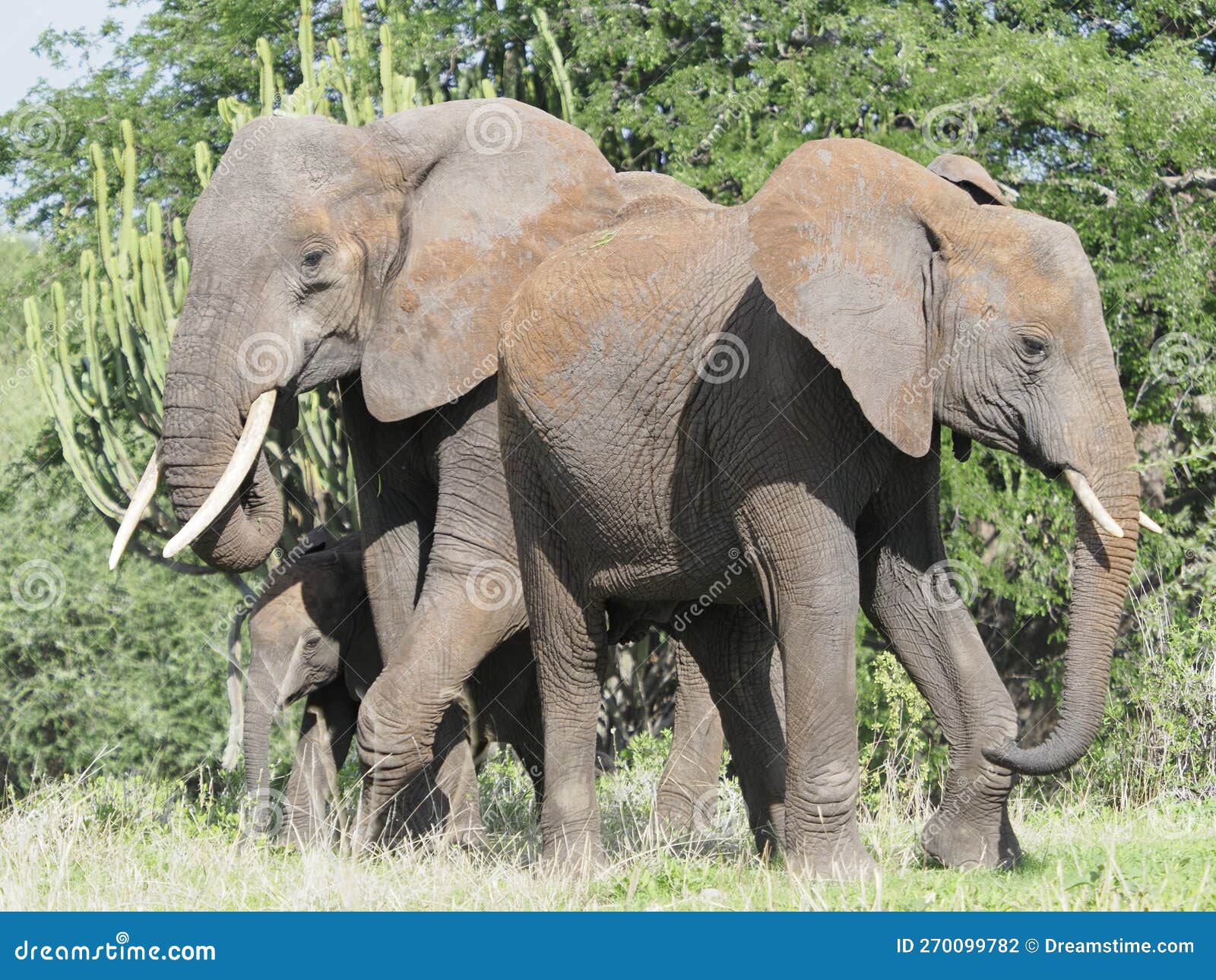 Two Bull Elephants in the Herd Stock Photo - Image of road, enjoying ...