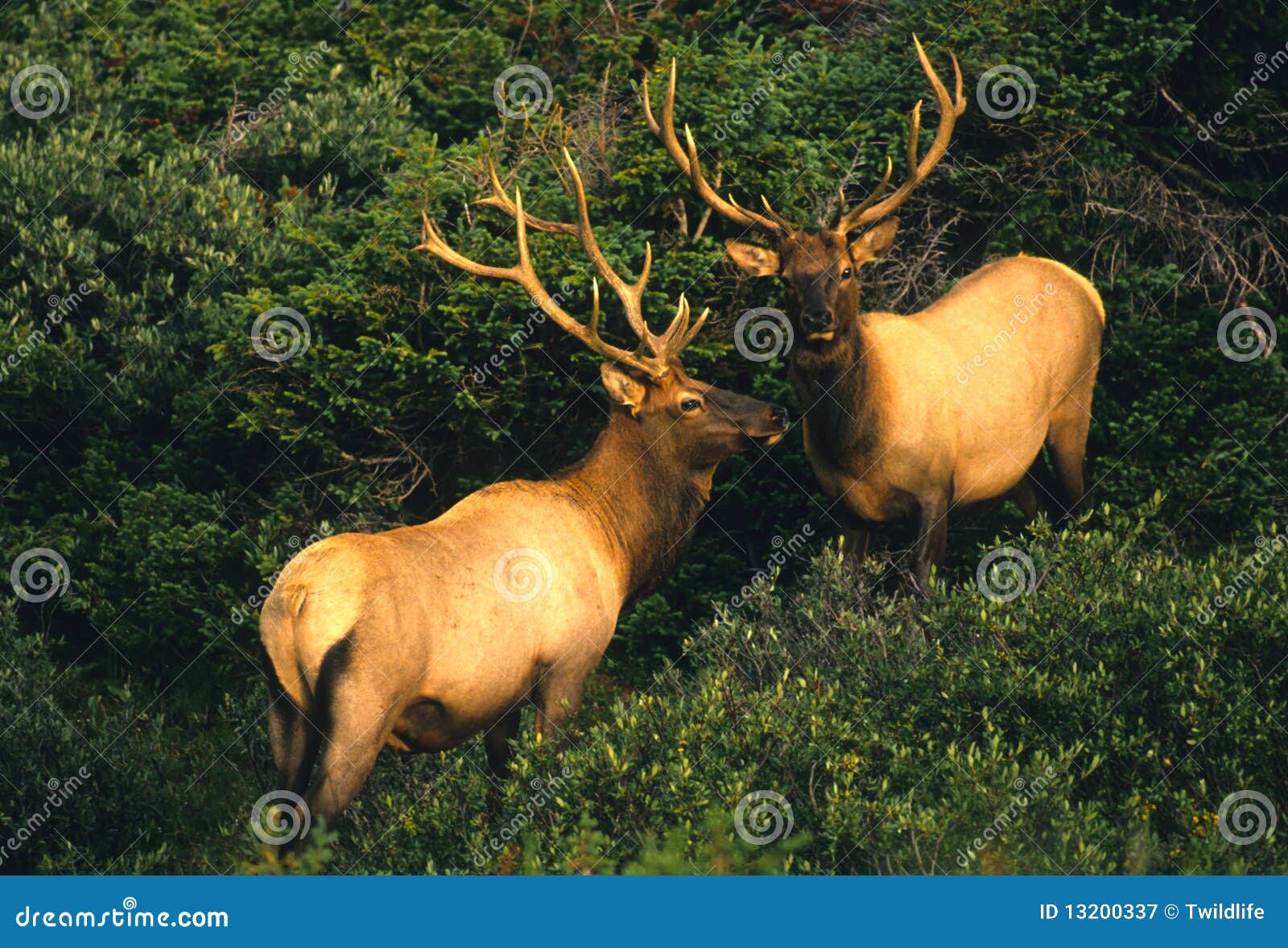 Two Bull Elk stock image. Image of mammal, bull, antlers - 13200337