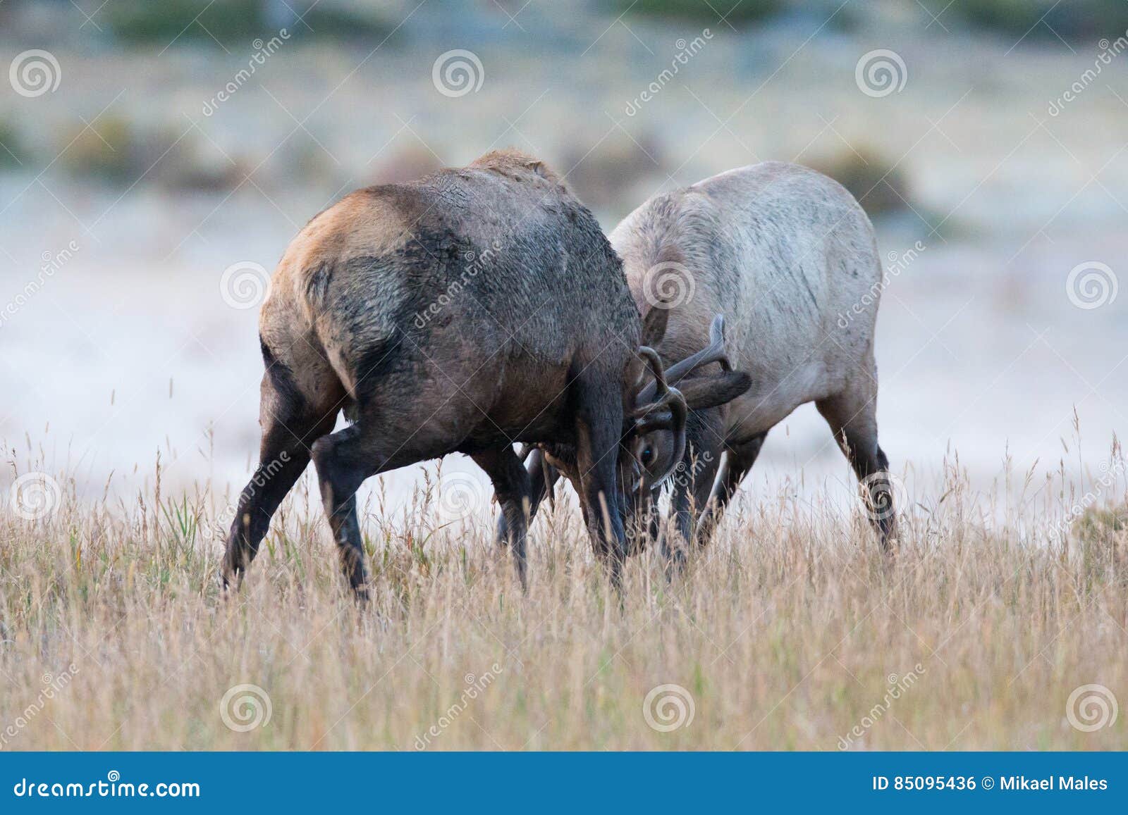 Two bull elk fighting stock photo. Image of deer, bull - 85095436