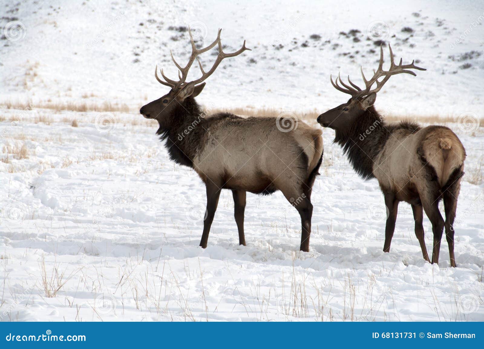 Two Bull Elk with Large Antlers Stock Image - Image of frost, caribou ...