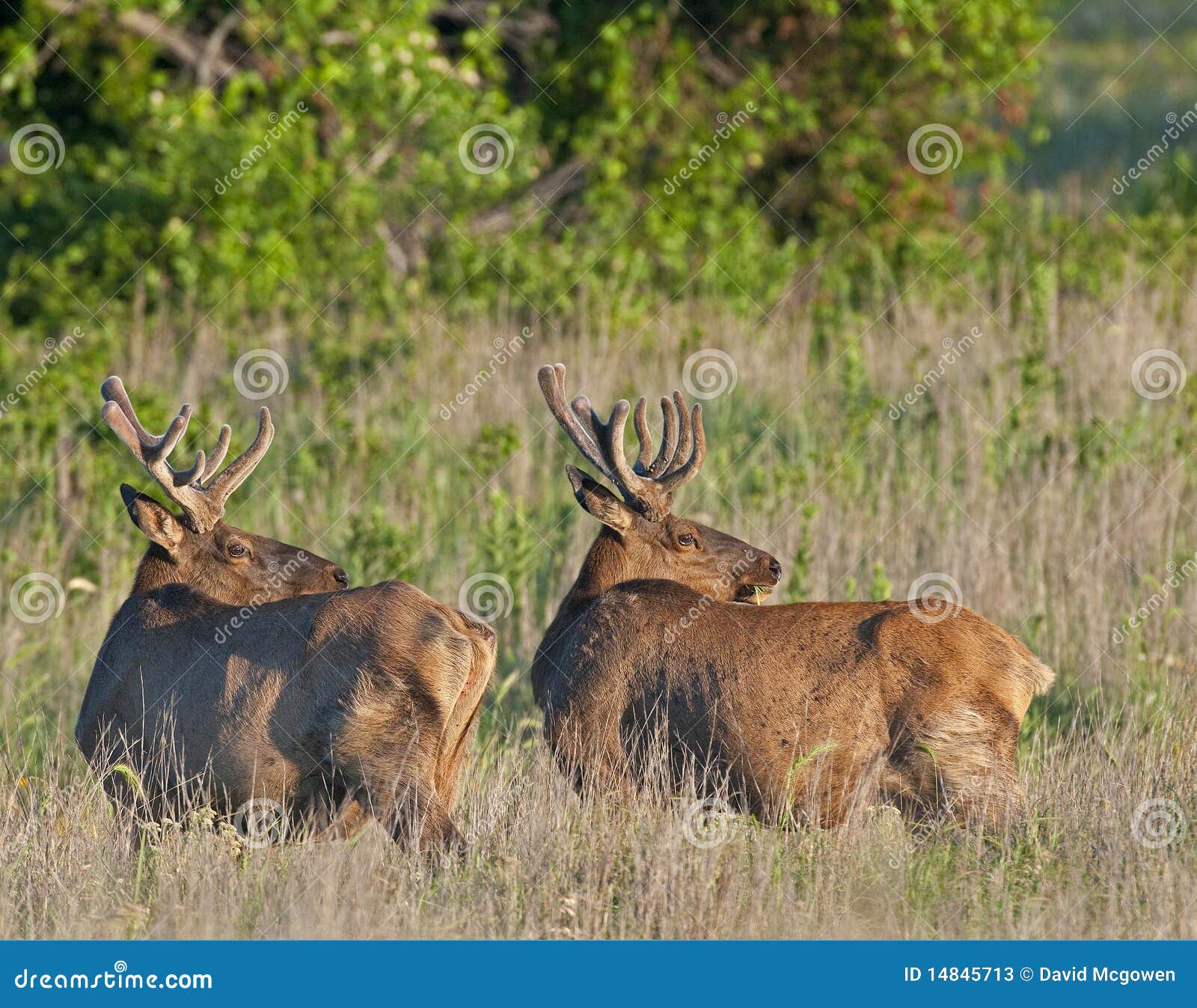 Two Bull Elk in velvet stock image. Image of wichita - 14845713