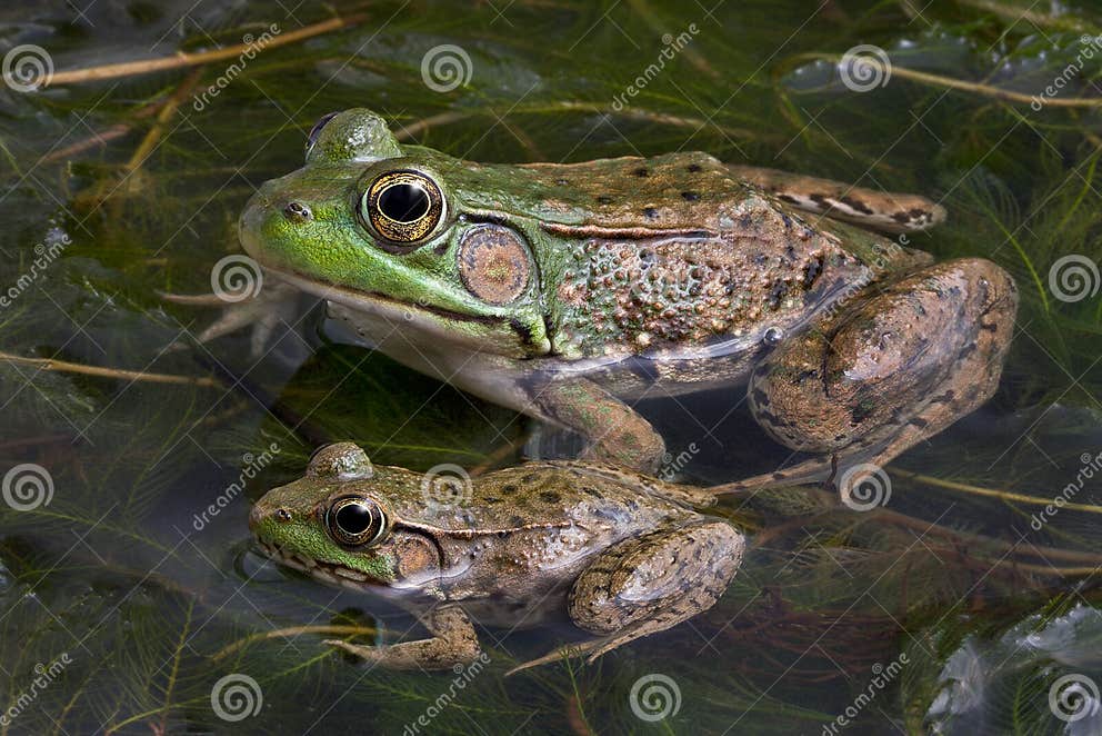 Two bull frogs stock photo. Image of weeds, bull, wildlife - 15900330