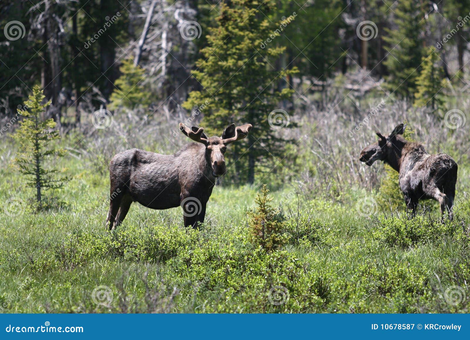 Two Bull Moose in Velvet stock image. Image of pond, brackish - 10678587