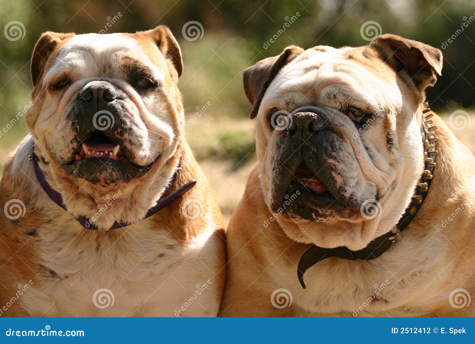 Two bulldogs stock photo. Image of wrinkely, portrait - 2512412