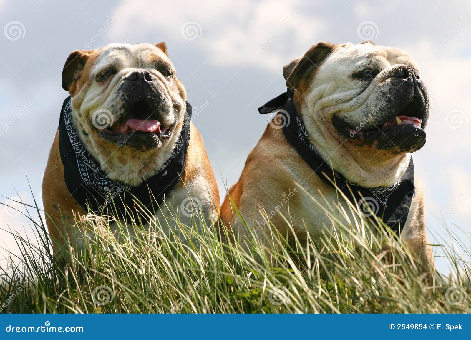 Two bulldogs stock photo. Image of friend, pedigree, english - 2549854