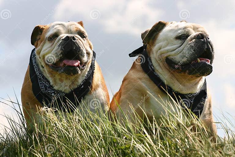 Two bulldogs stock photo. Image of friend, pedigree, english - 2549854