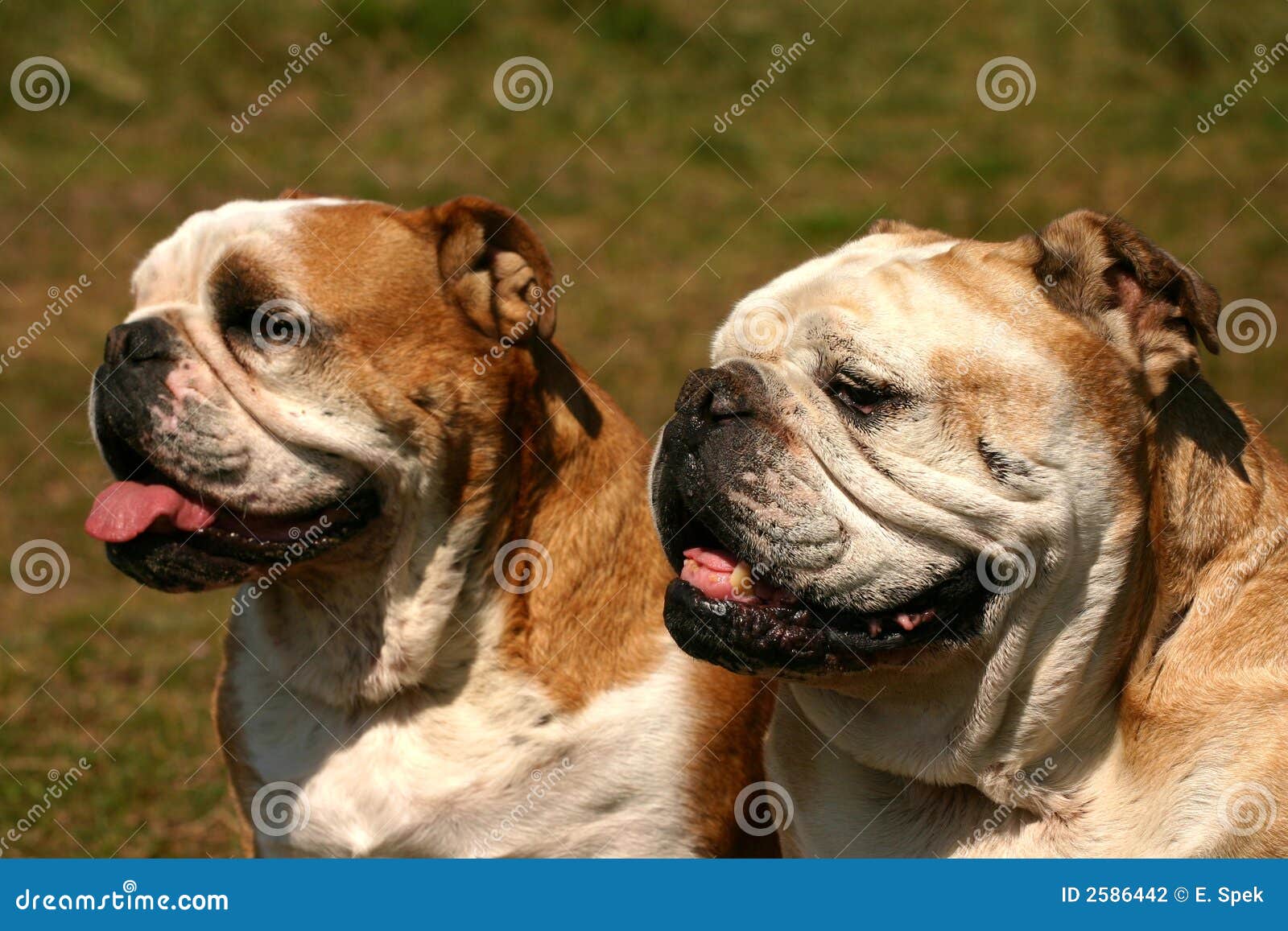 Two bulldogs stock photo. Image of outside, wrinkely, pedigree - 2586442