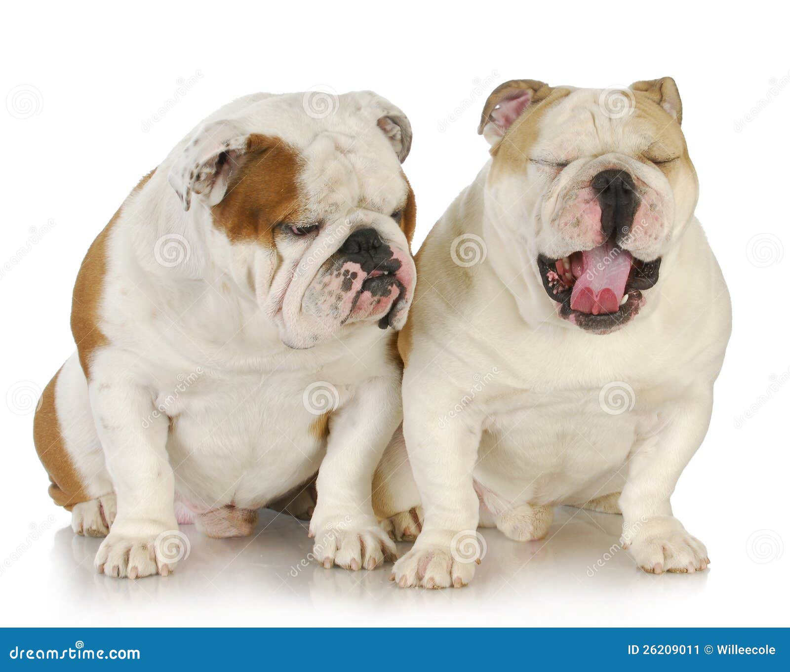 Two bulldogs stock image. Image of card, mouth, looking - 26209011