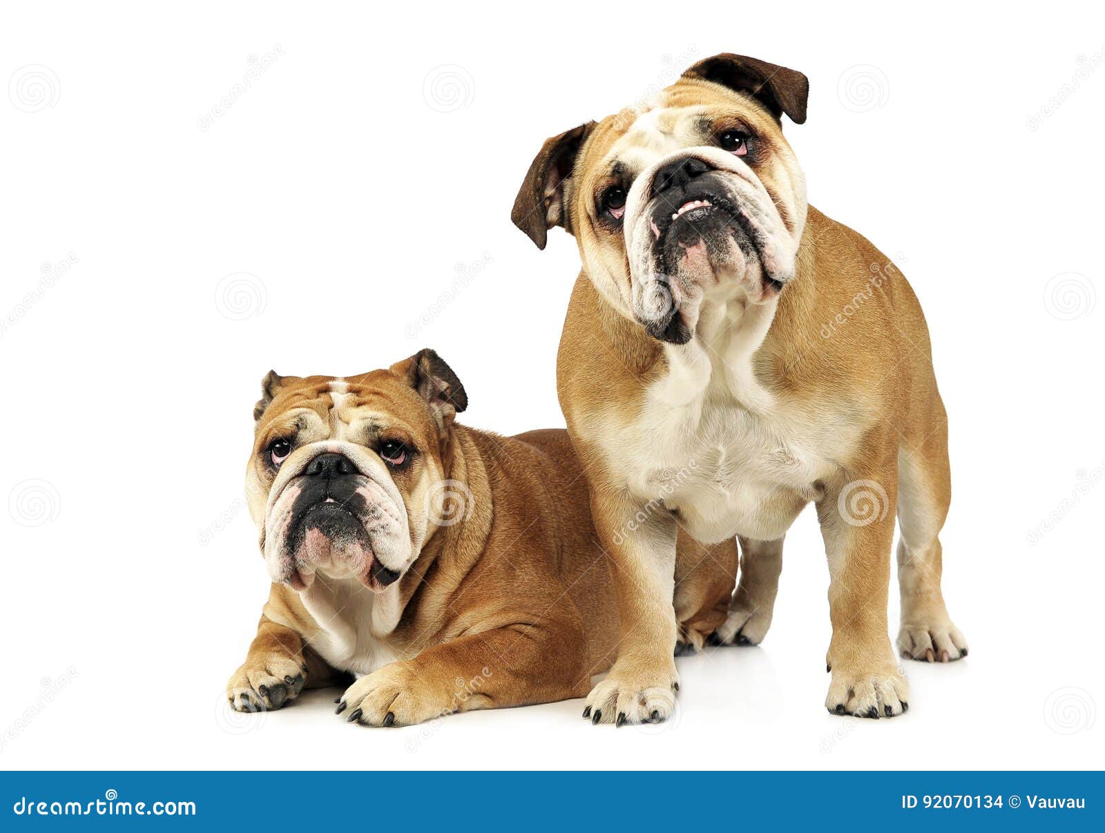Two Bulldogs are Having Fun in a White Studio Stock Photo - Image of ...