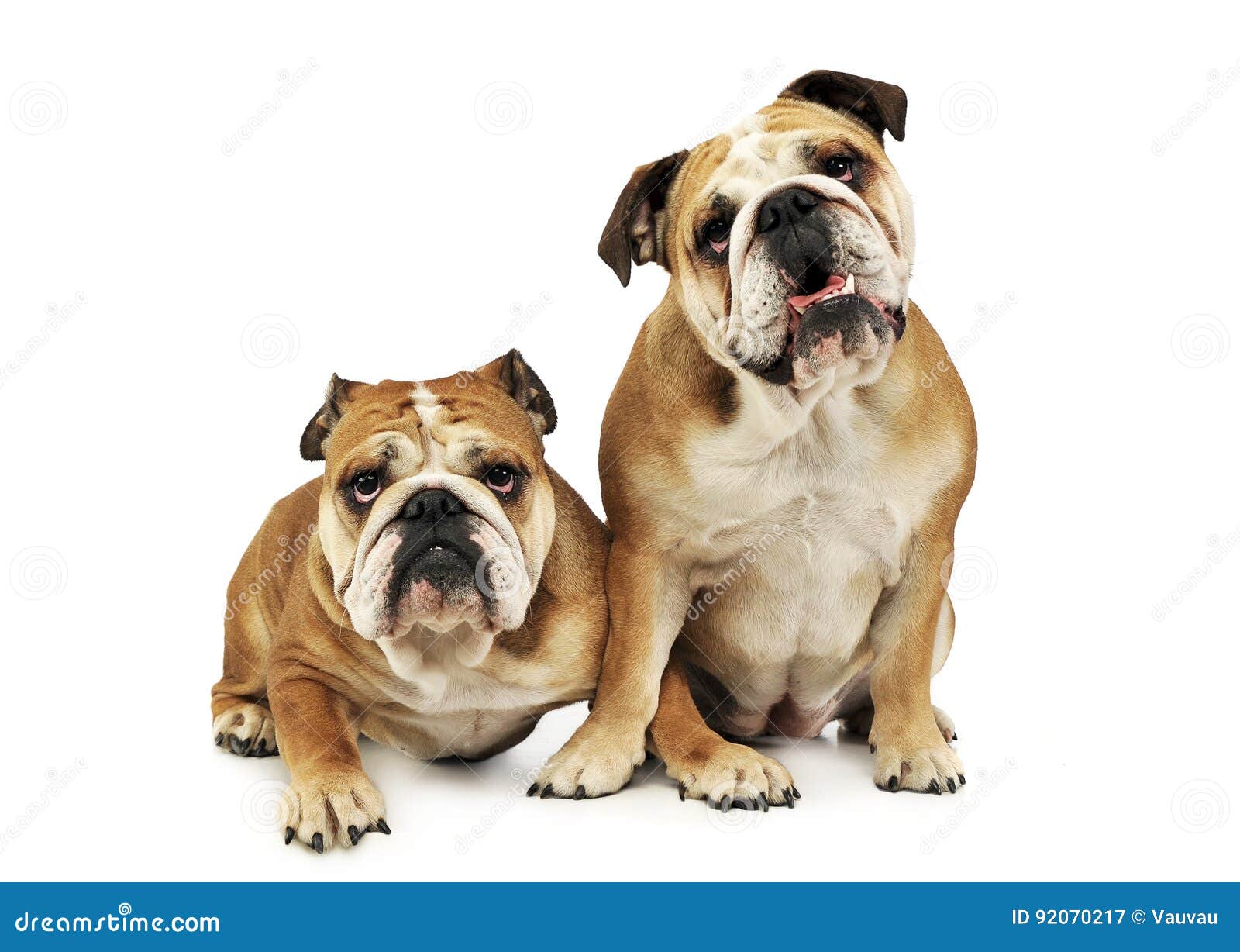 Two Bulldogs are Having Fun in White Studio Stock Image - Image of ...