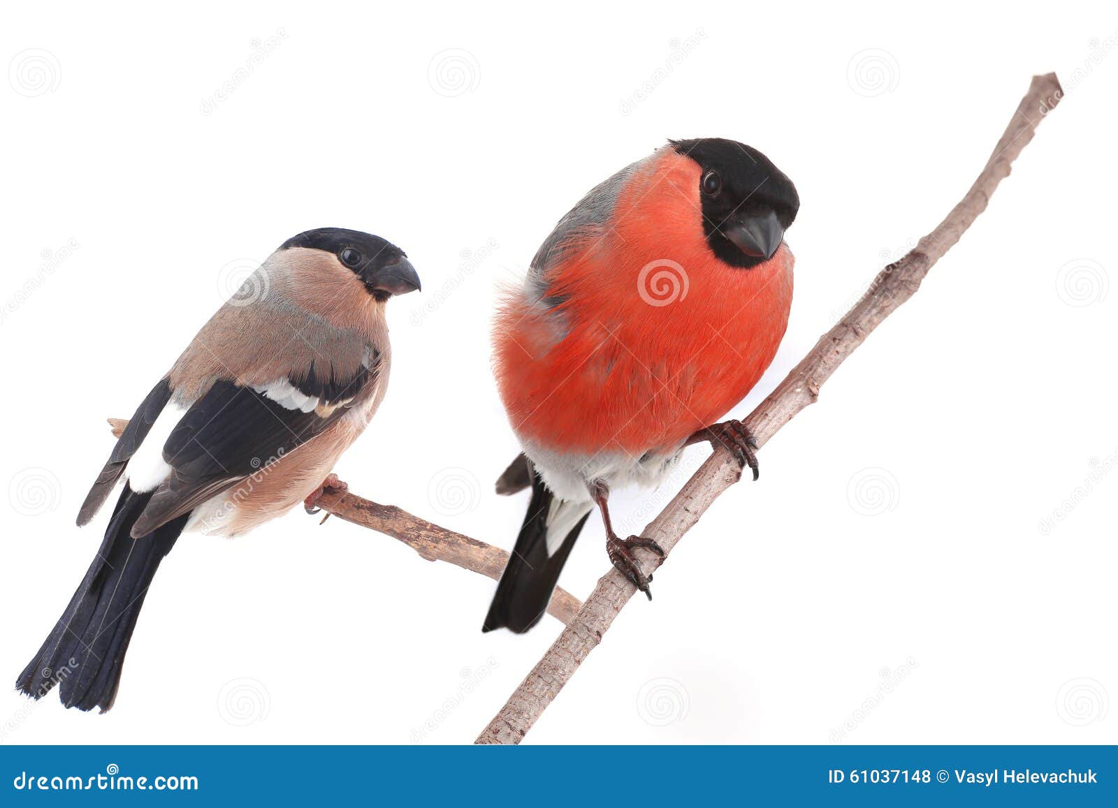 Two bullfinch stock photo. Image of beak, wildlife, warbler - 61037148