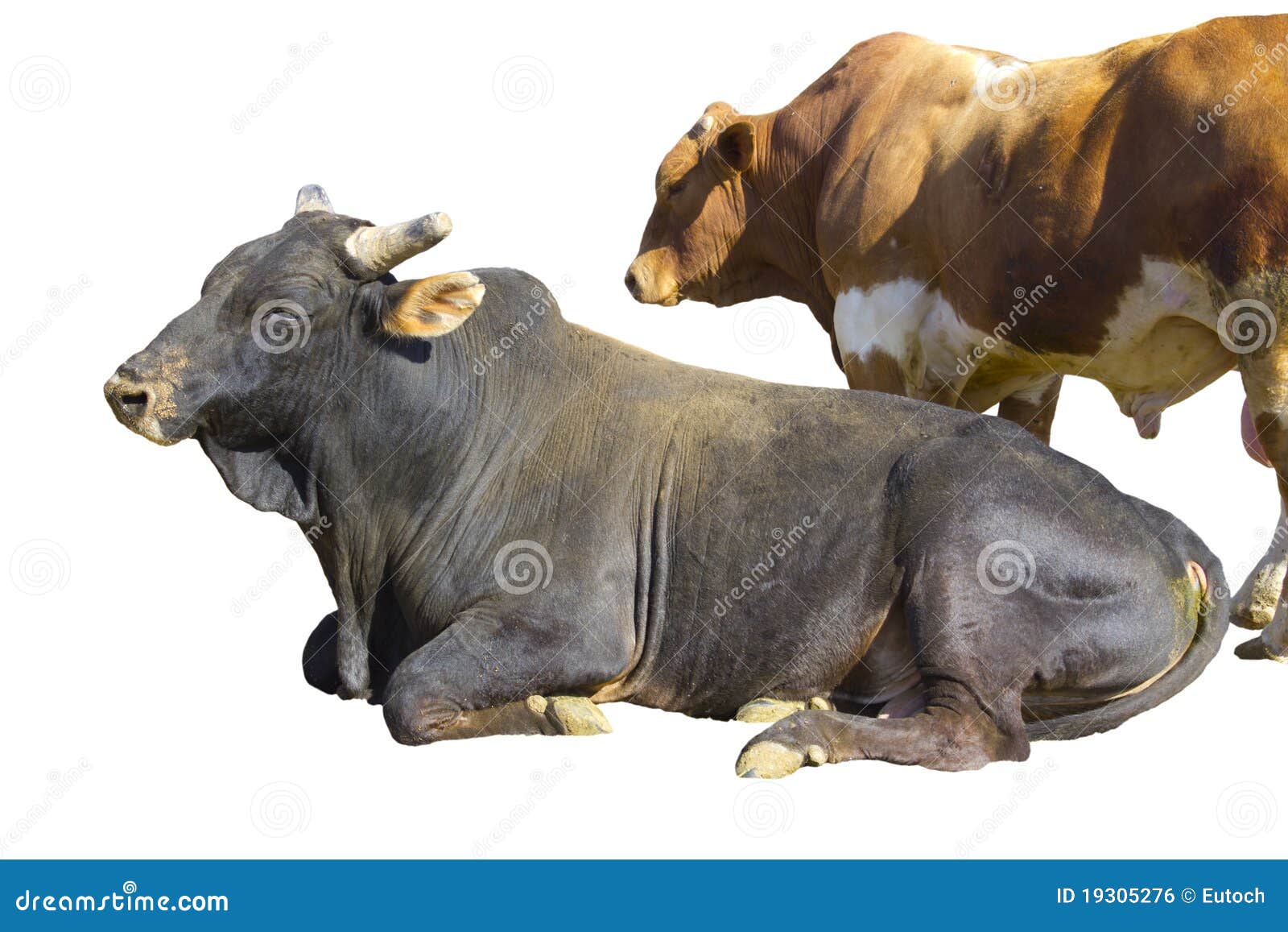Two Bulls stock photo. Image of orange, spot, rural, bull - 19305276