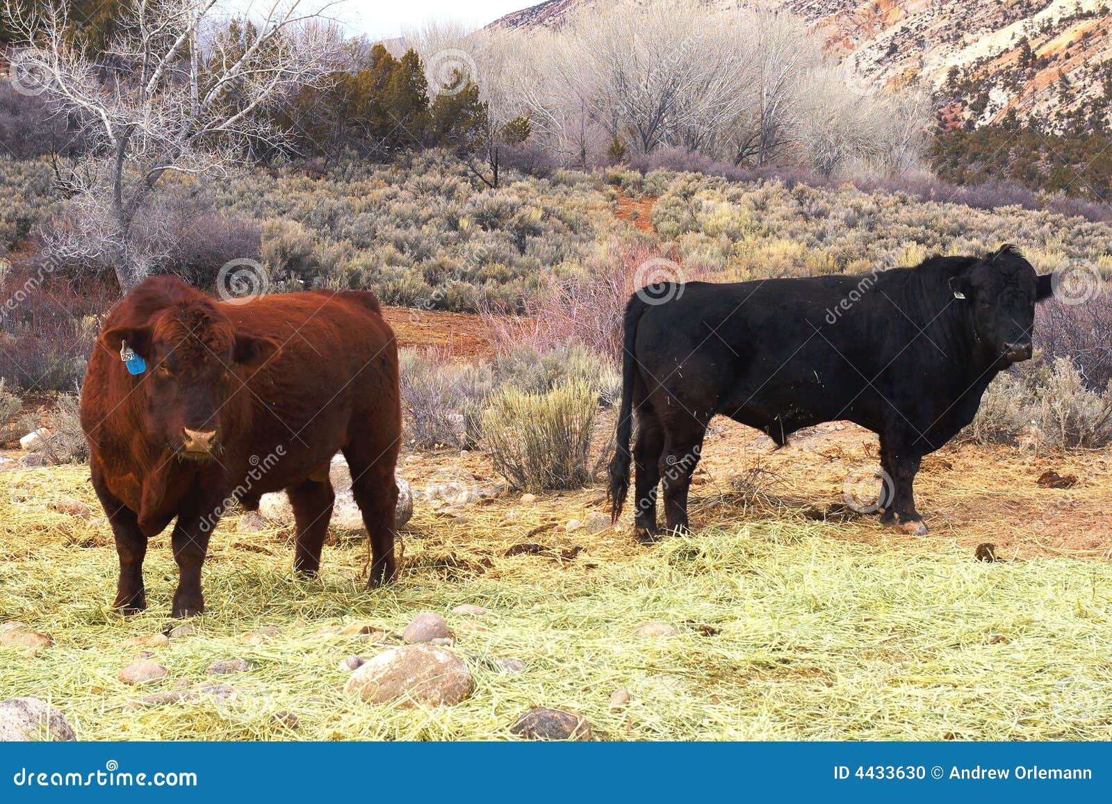 Two Bulls stock photo. Image of field, bovine, livestock - 4433630