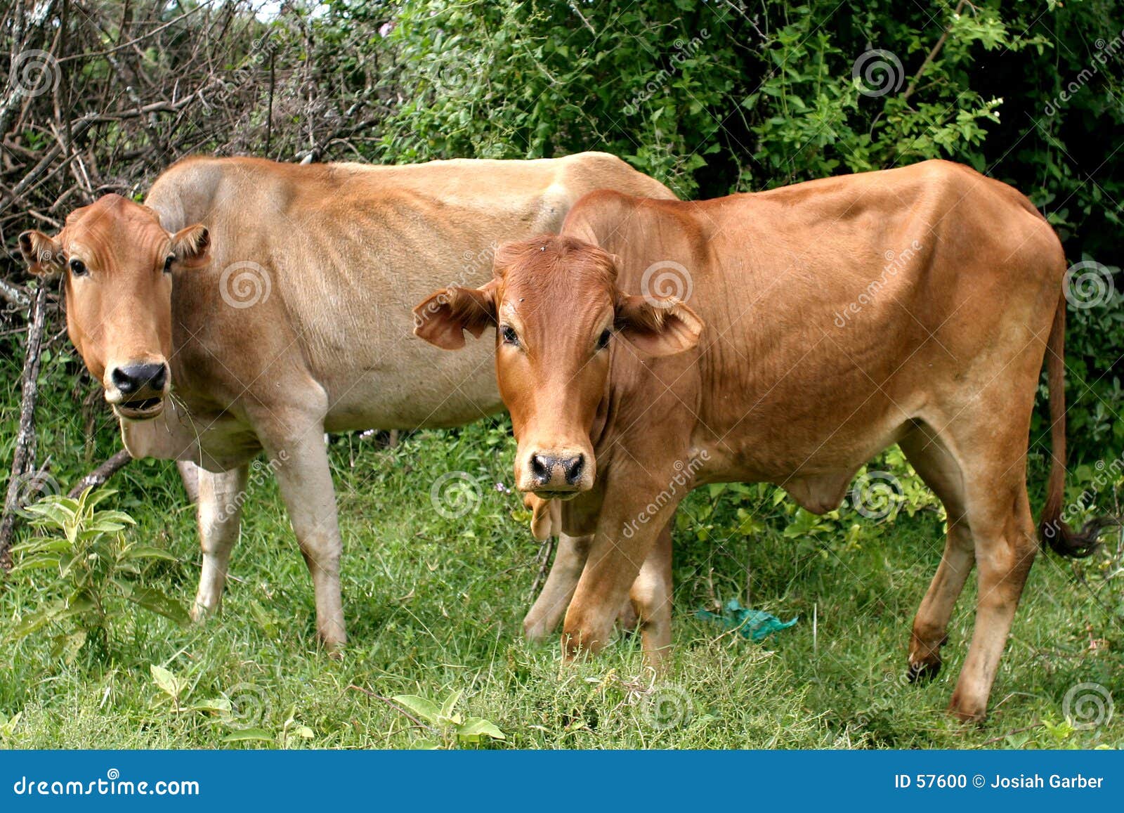 Two bulls stock photo. Image of mammal, pair, brown, forest - 57600
