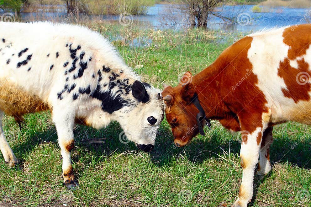 Two bulls on a meadow stock image. Image of agriculture - 92613907