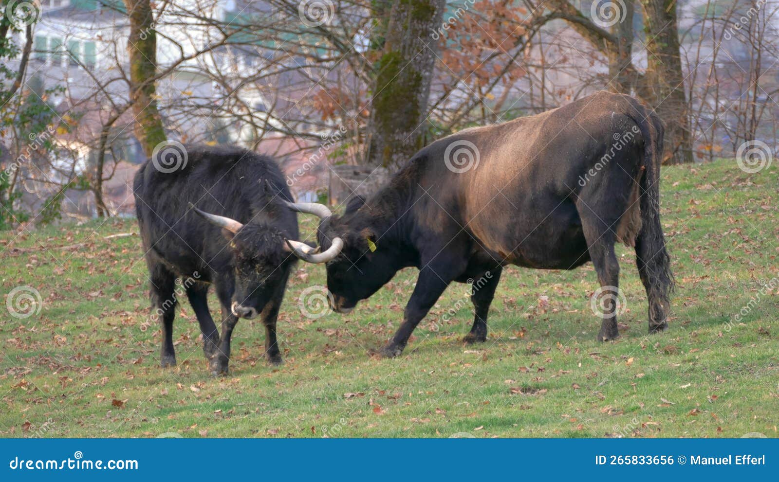 Two Bulls with Horns Go at Each Other Stock Photo - Image of background ...