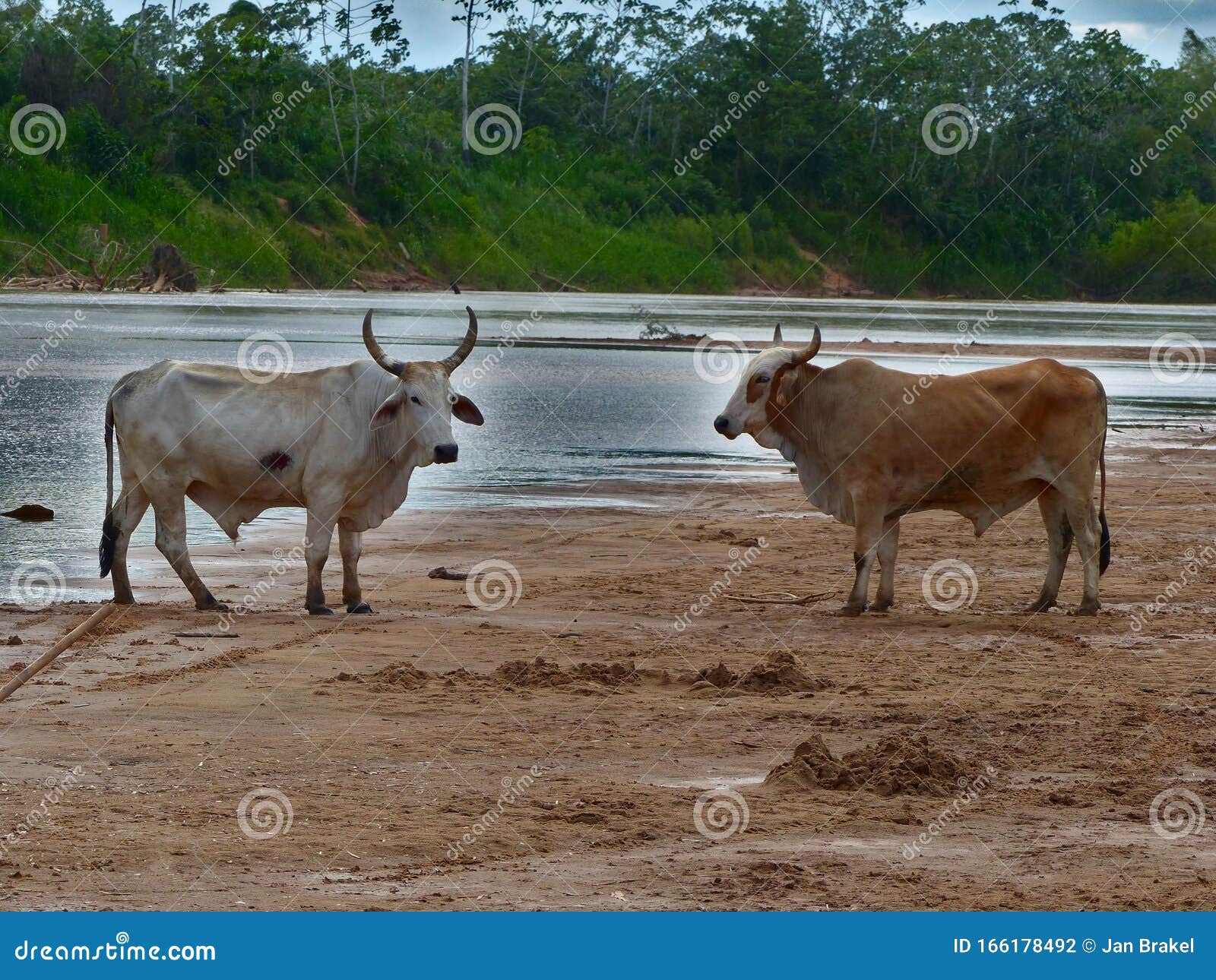 Two Bulls Looking in the Eyes in Front of a River Stock Photo - Image ...