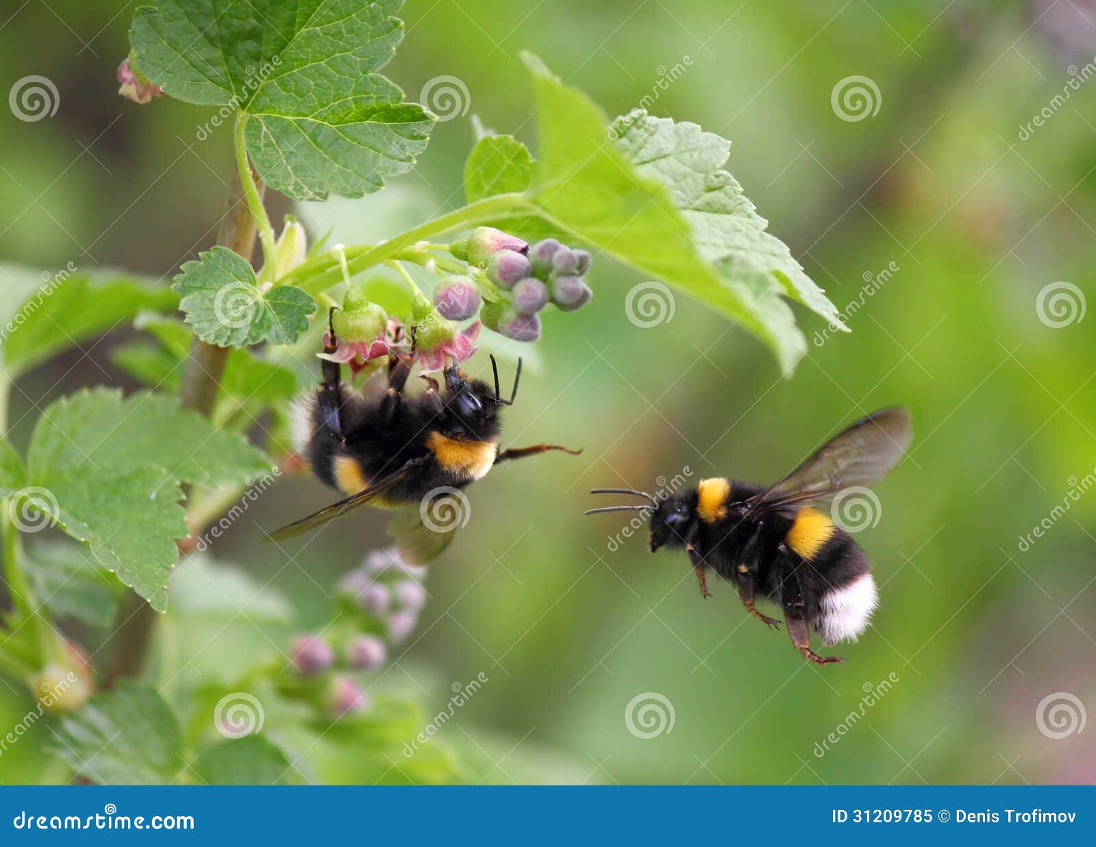 Two Bumblebee in the Flower Stock Image - Image of black, macro: 31209785