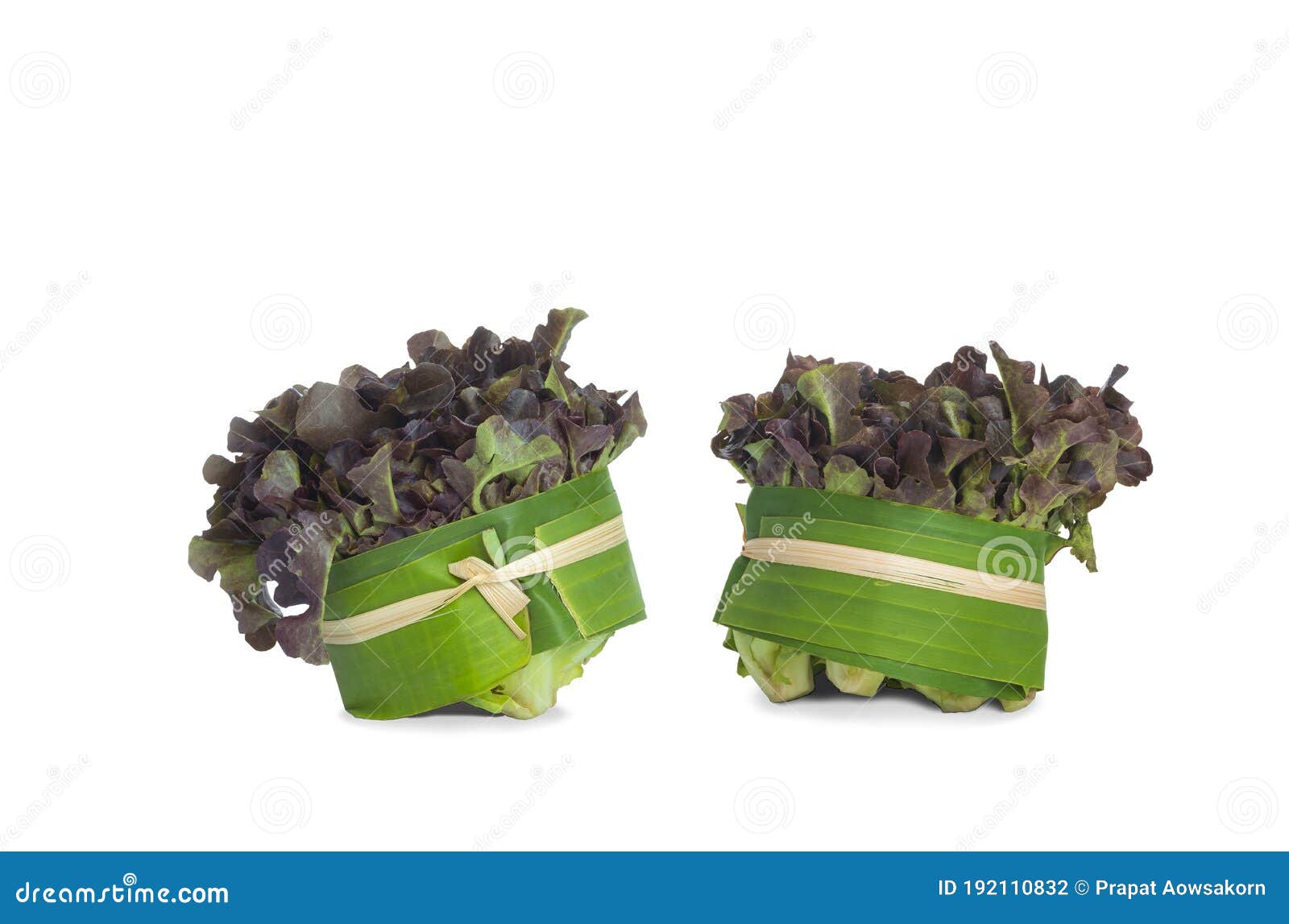 Bunch of Fresh Organic Red Oak Vegetable on Isolated White Stock Photo ...