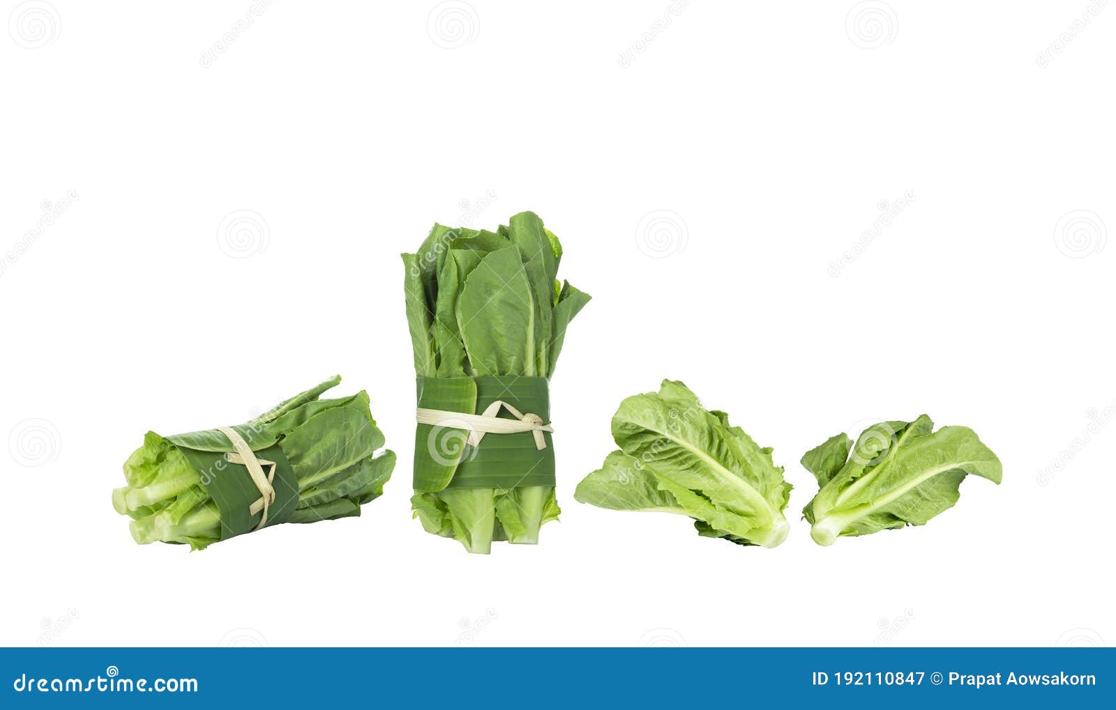 Bunch of Green Cos Vegetable with Leaves on Isolated White Stock Image ...