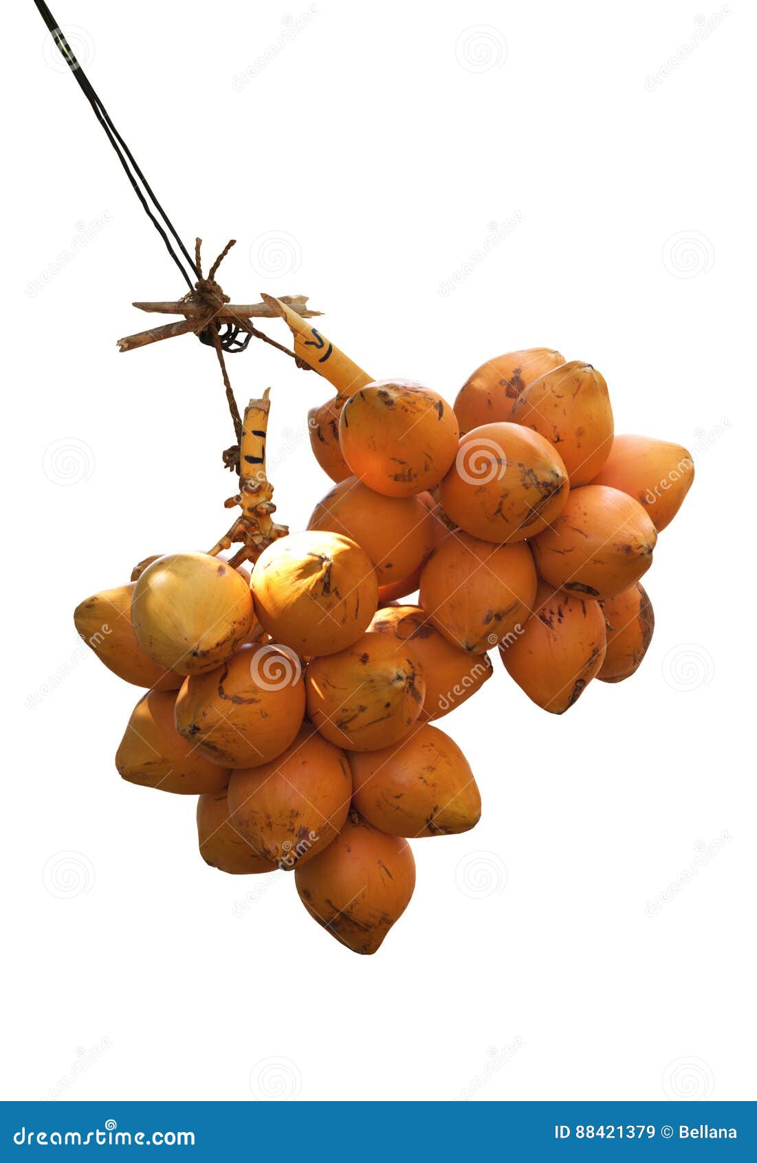 Two Bunch of Orange King Coconuts Display for Sell on White Bac Stock ...