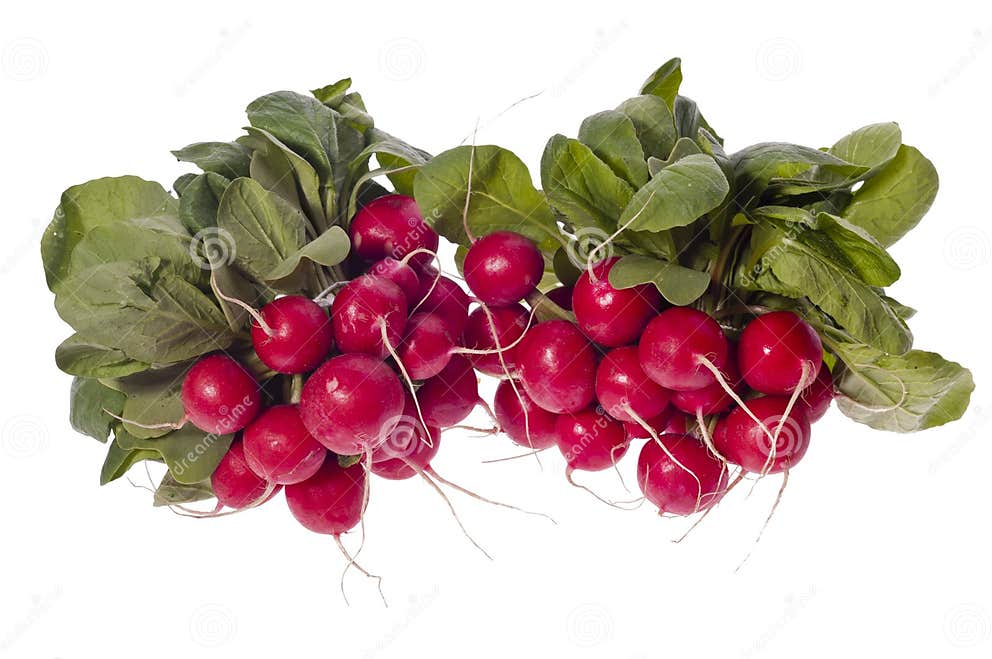 Two bunches of radishes stock photo. Image of fresh, ingredient - 35416632