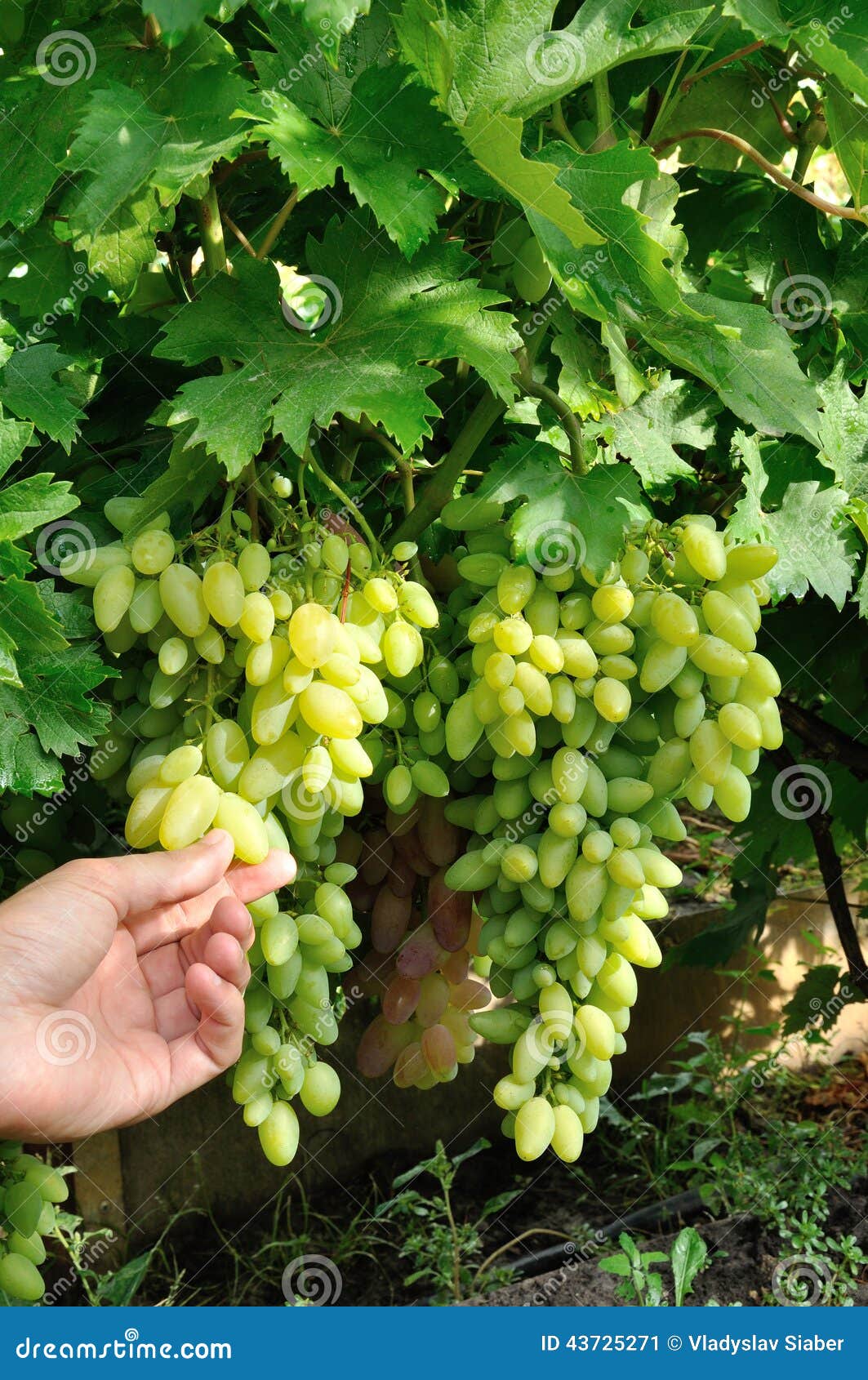 Two Bunches of White Grape and a Hand Stock Image - Image of ...