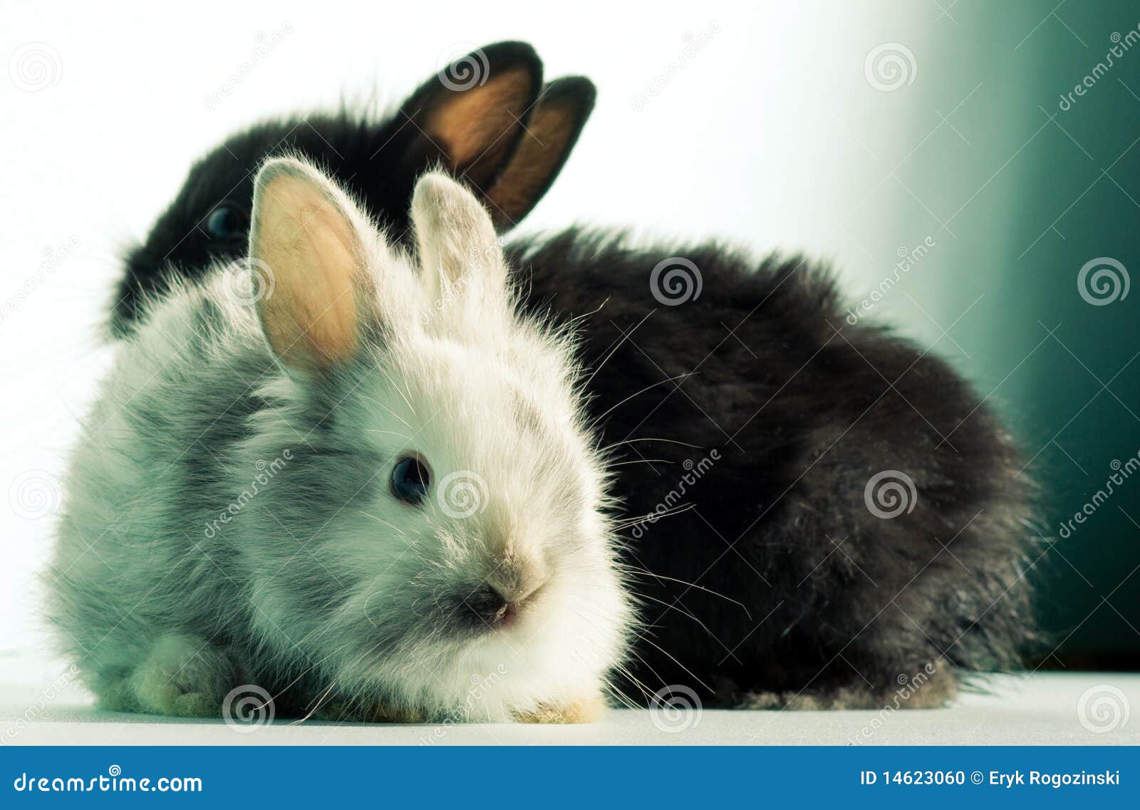 Two bunnies stock photo. Image of rabbits, hair, beautiful - 14623060