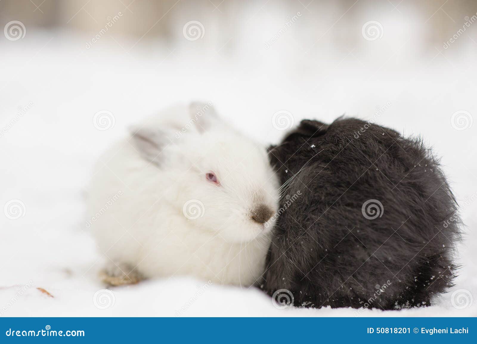 Two bunnies stock image. Image of baby, rodent, fluffy - 50818201