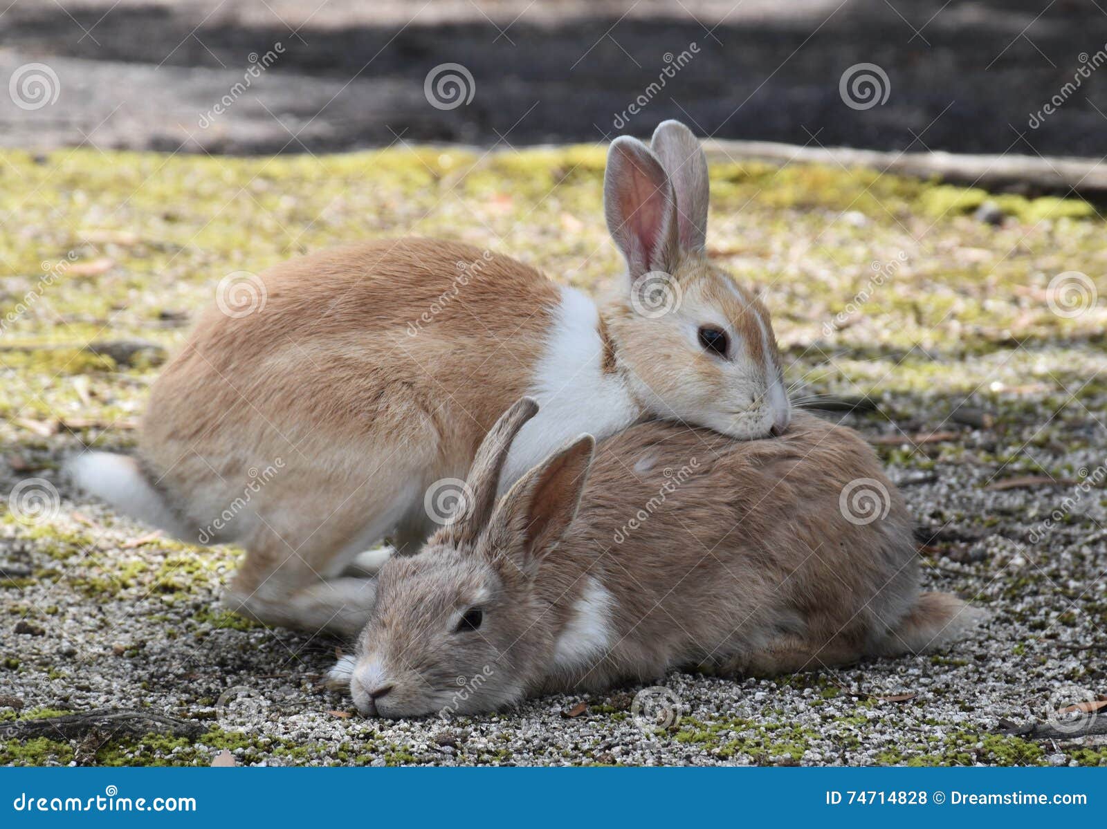 Two bunnies hugging stock photo. Image of bunny, caramel - 74714828