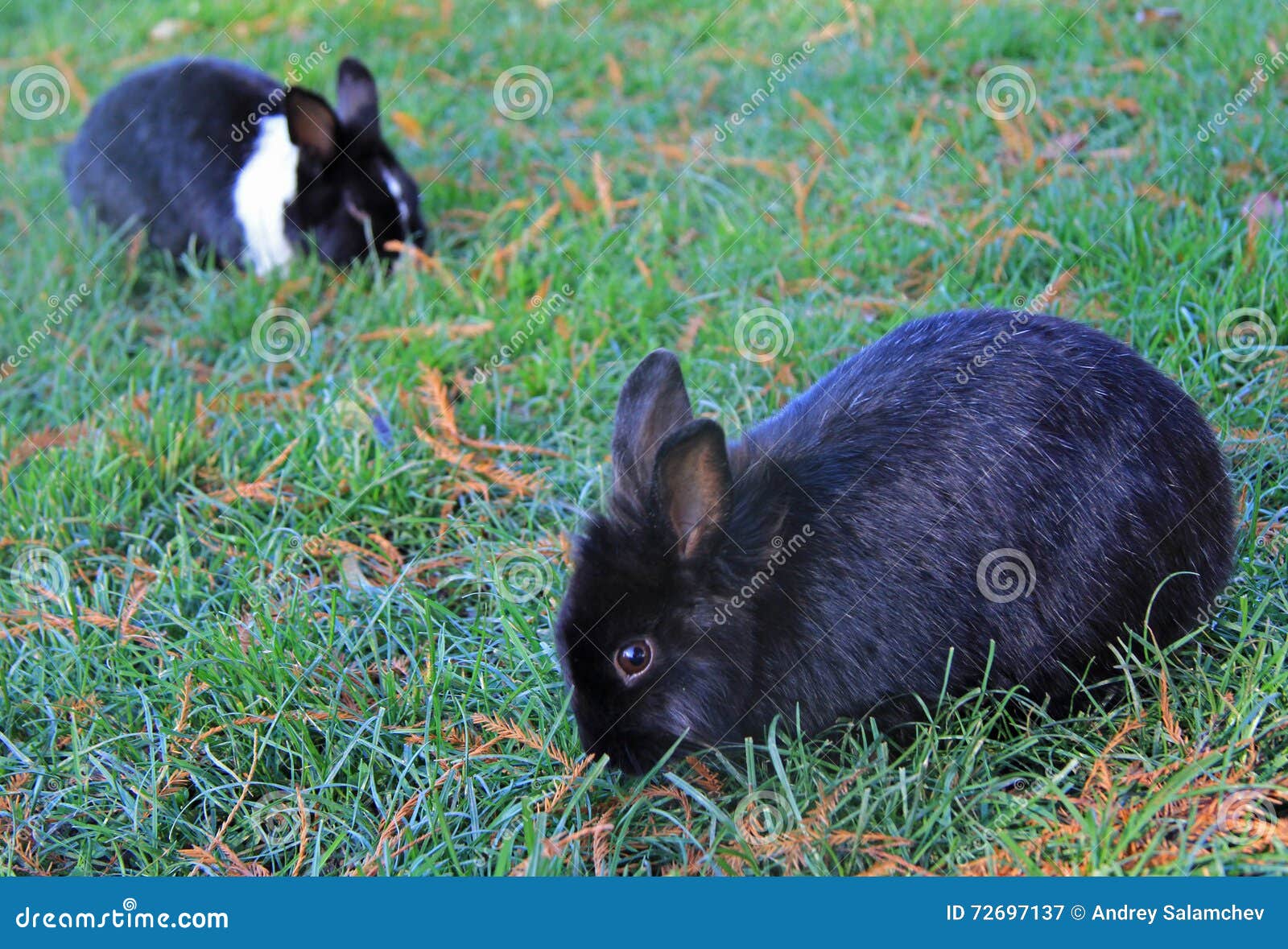 Two Bunnies in Park of Vicenza Stock Image - Image of meadow ...