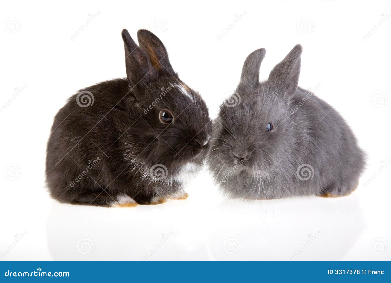 Two bunny stock photo. Image of cute, isolated, rabbit - 3317378