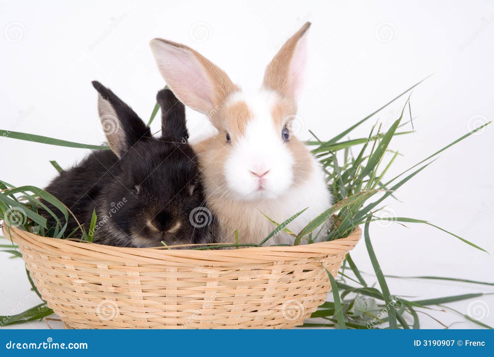 Two bunny in basket stock image. Image of young, bunny - 3190907