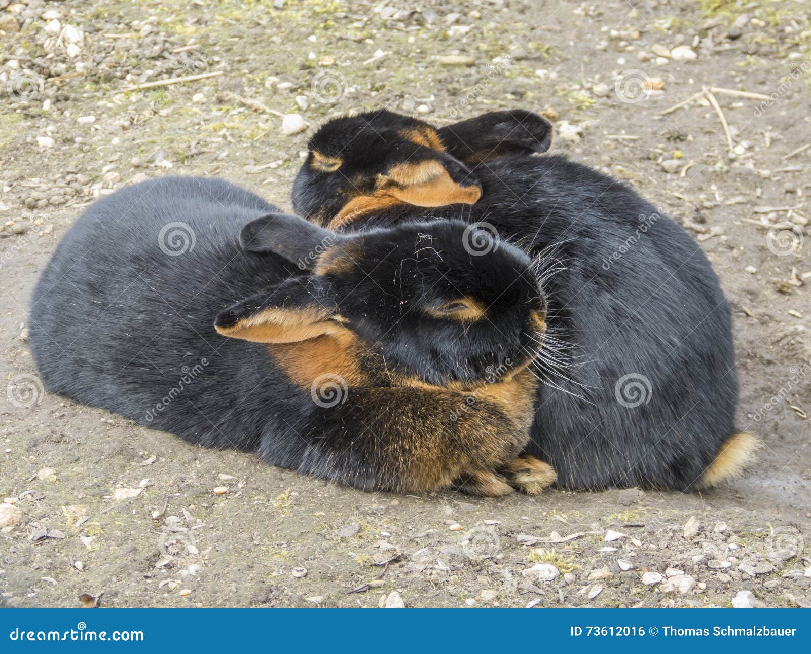 Two Bunny Cuddling Together Stock Photos - Free & Royalty-Free Stock ...