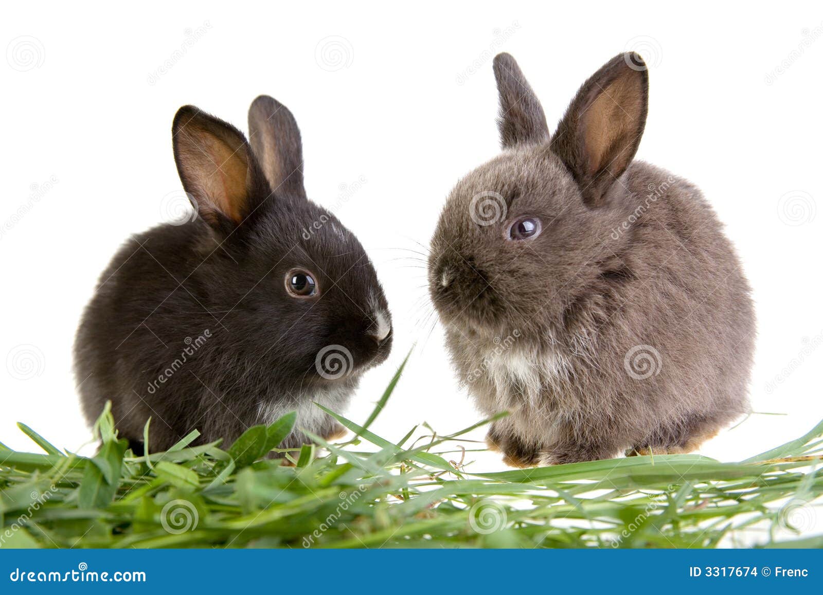 Two bunny in the grass stock photo. Image of small, cute - 3317674