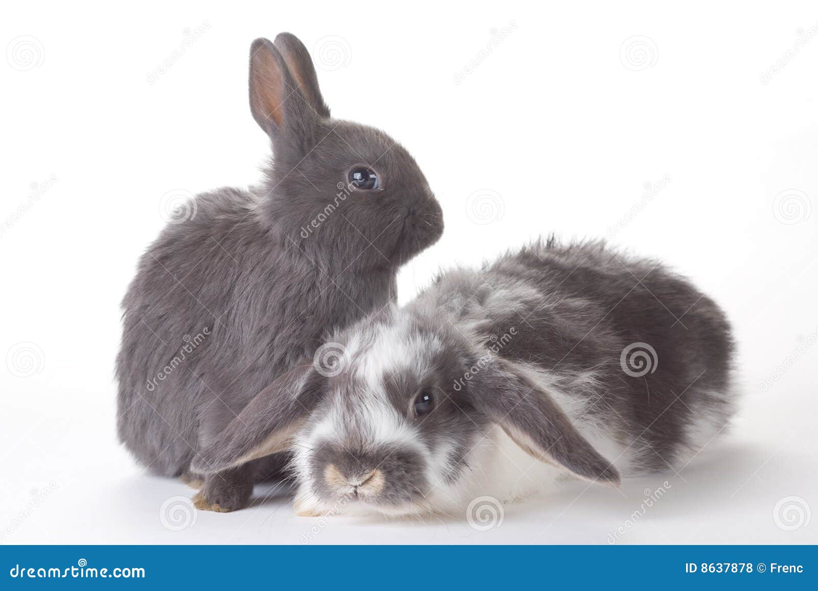 Two bunny, isolated stock photo. Image of young, spotted - 8637878