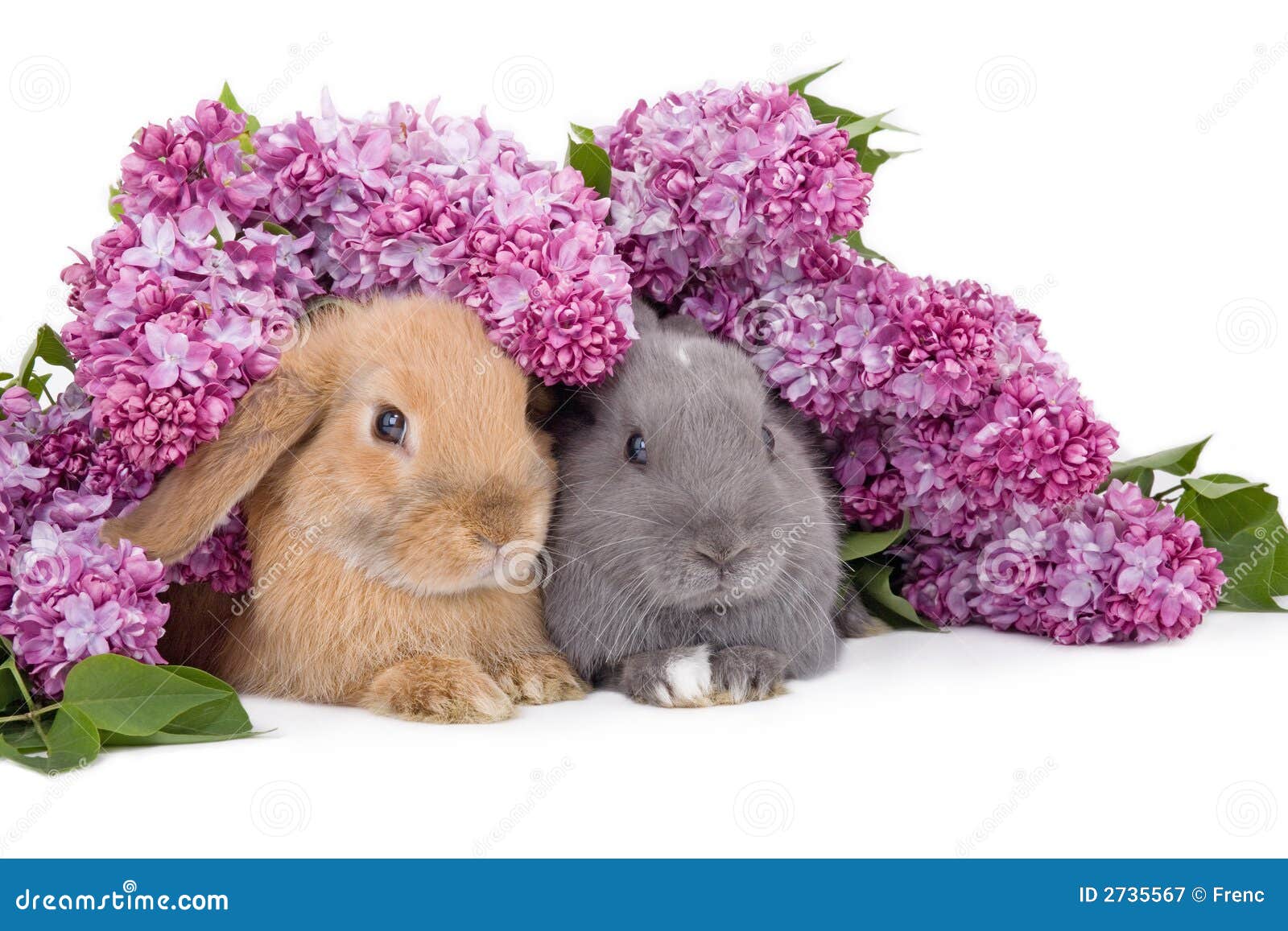 Two bunny among the lilac stock image. Image of farm, hare - 2735567