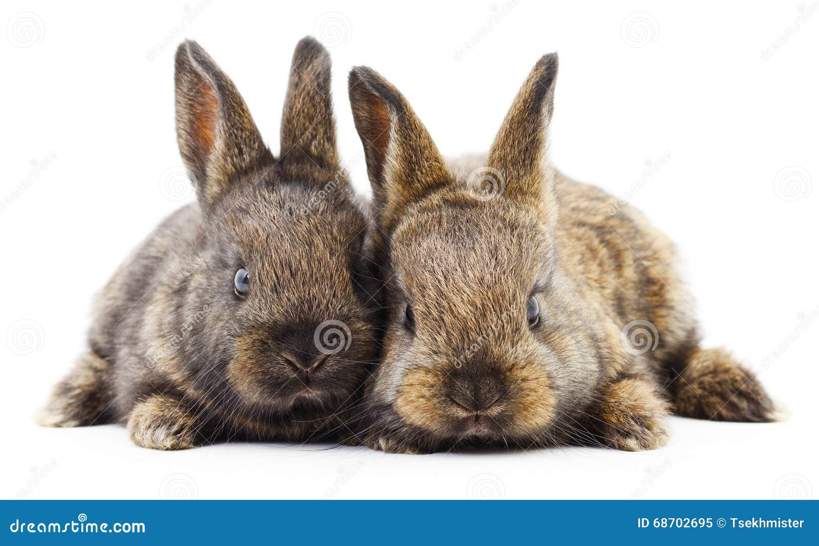 Two bunny rabbits. stock image. Image of sitting, beauty - 68702695