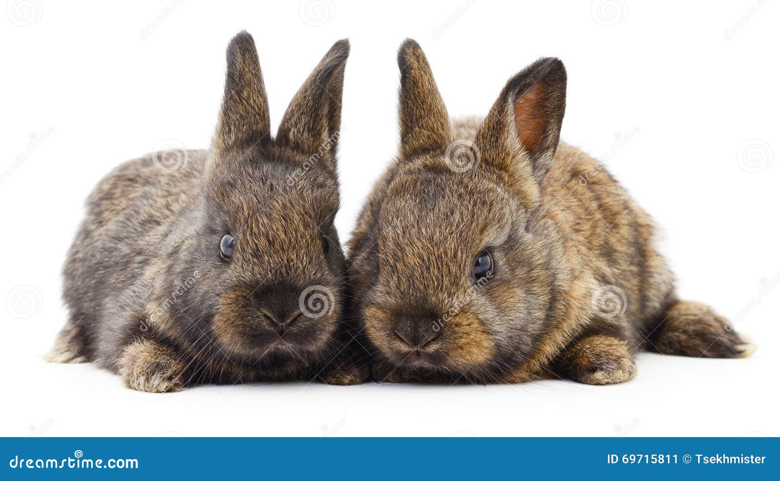 Two bunny rabbits. stock image. Image of bunny, closeup - 69715811