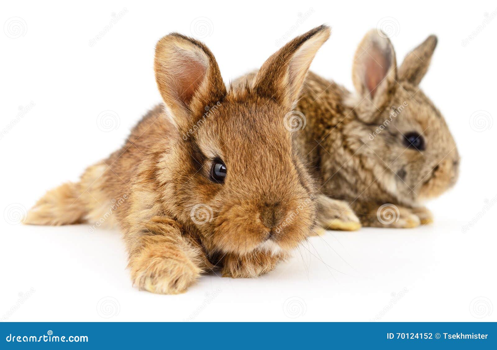 Two bunny rabbits. stock photo. Image of brown, color - 70124152